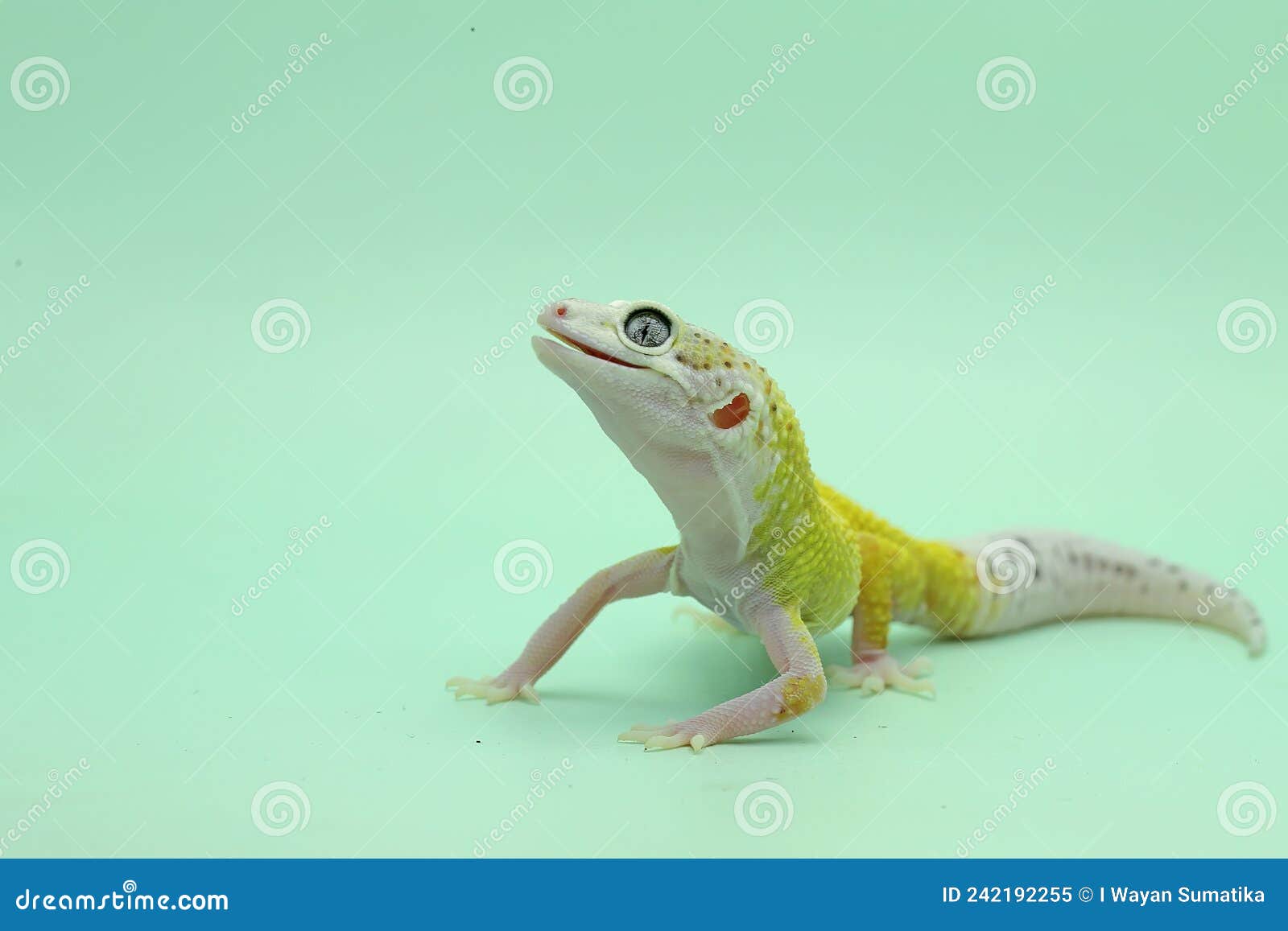 Leopard Gecko Green