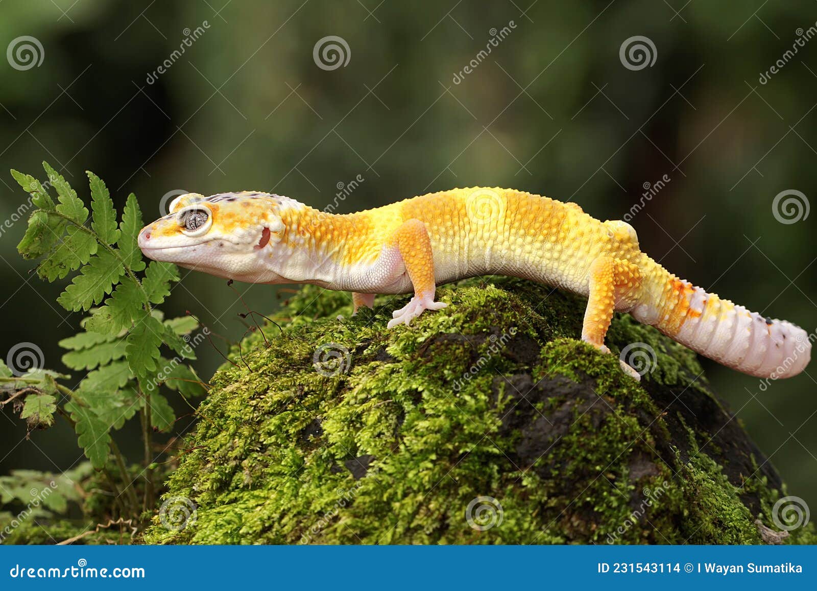 Leopard Gecko With Black And Yellow Spots Close Up With Tongue Sticking ...