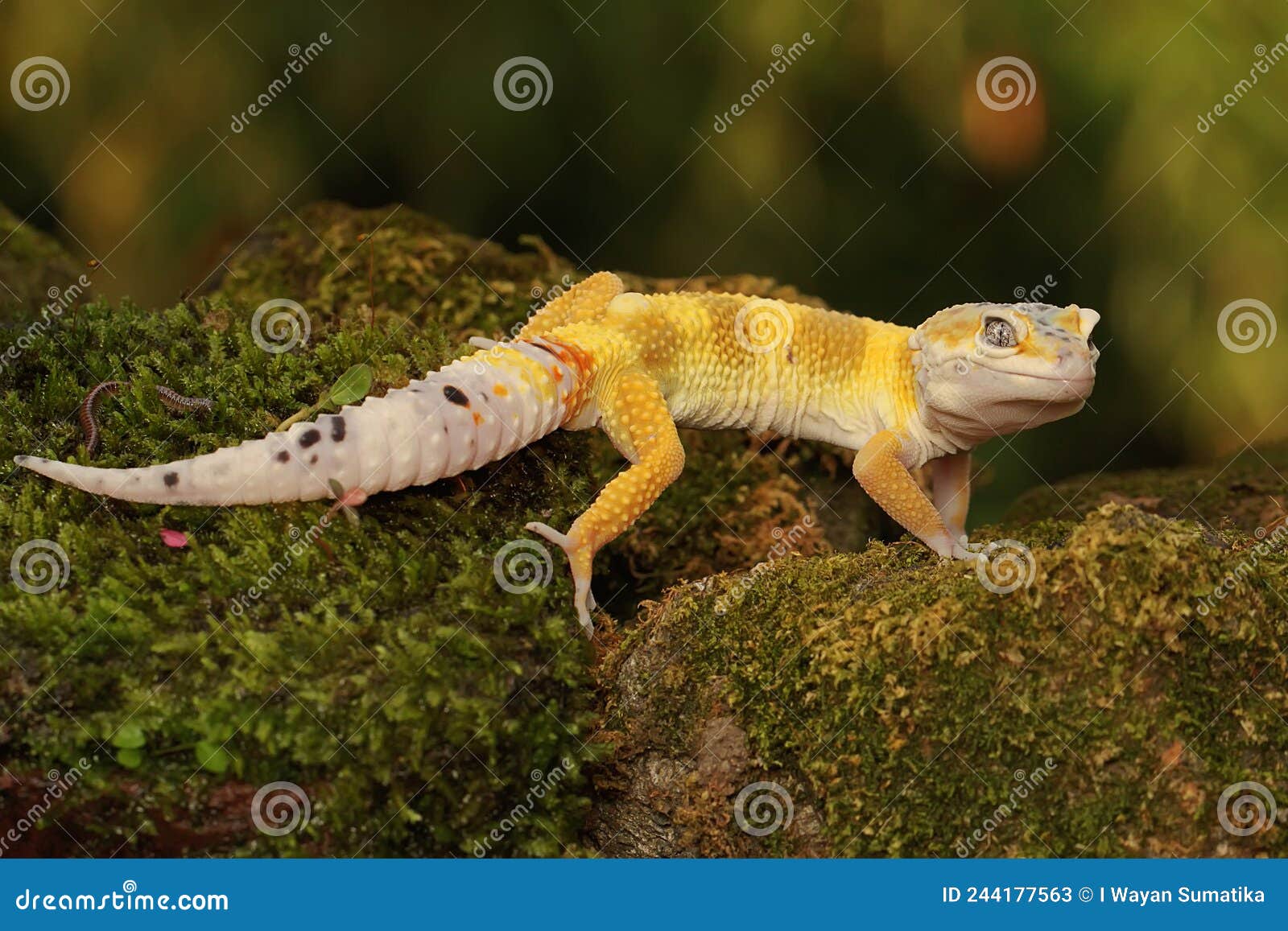 A Leopard Gecko is Posing in a Distinctive Style. Stock Image - Image ...