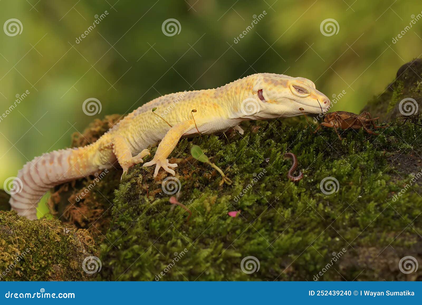 A Leopard Gecko is Posing in a Distinctive Style. Stock Photo - Image ...