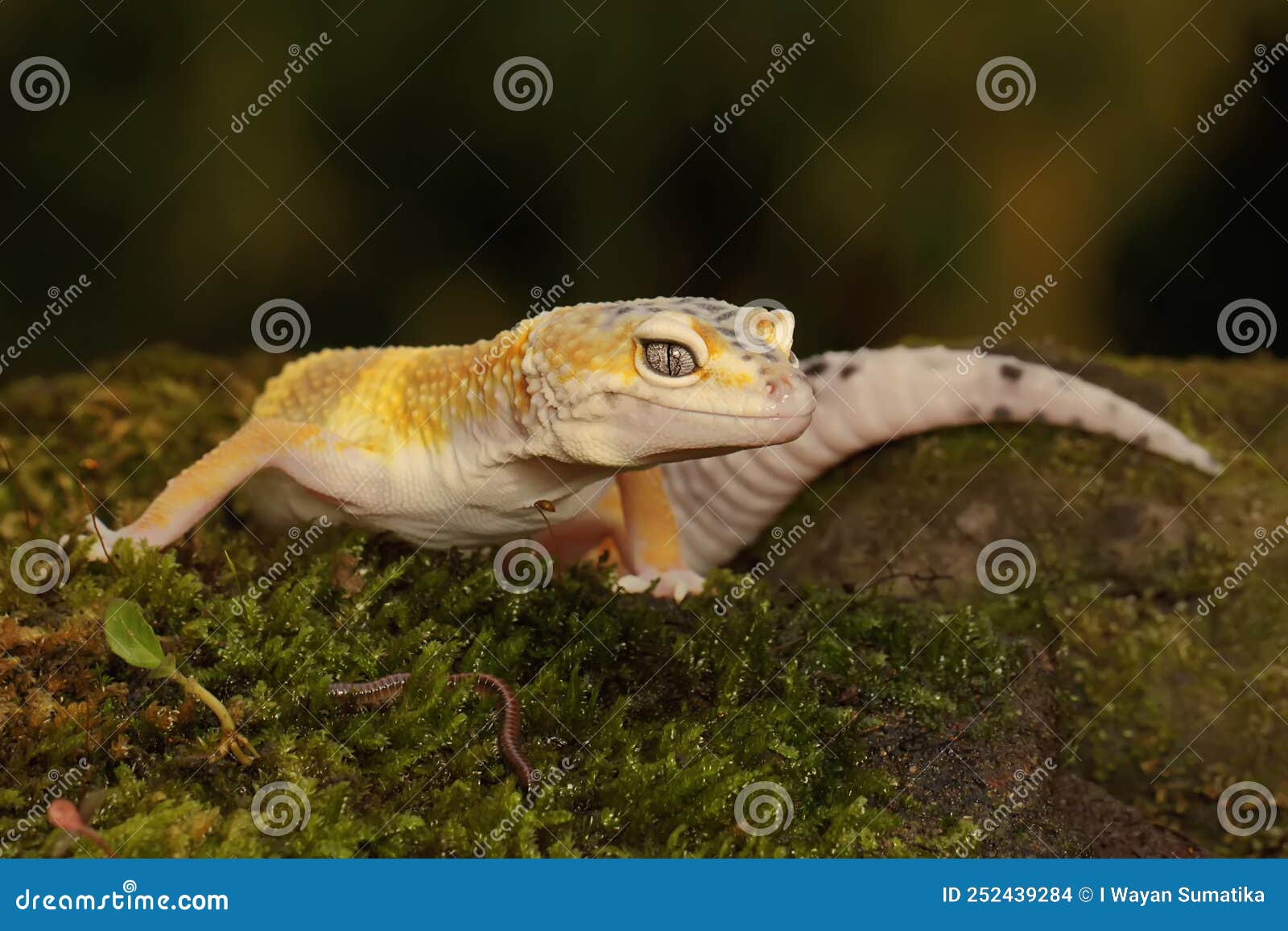 A Leopard Gecko is Posing in a Distinctive Style. Stock Photo - Image ...