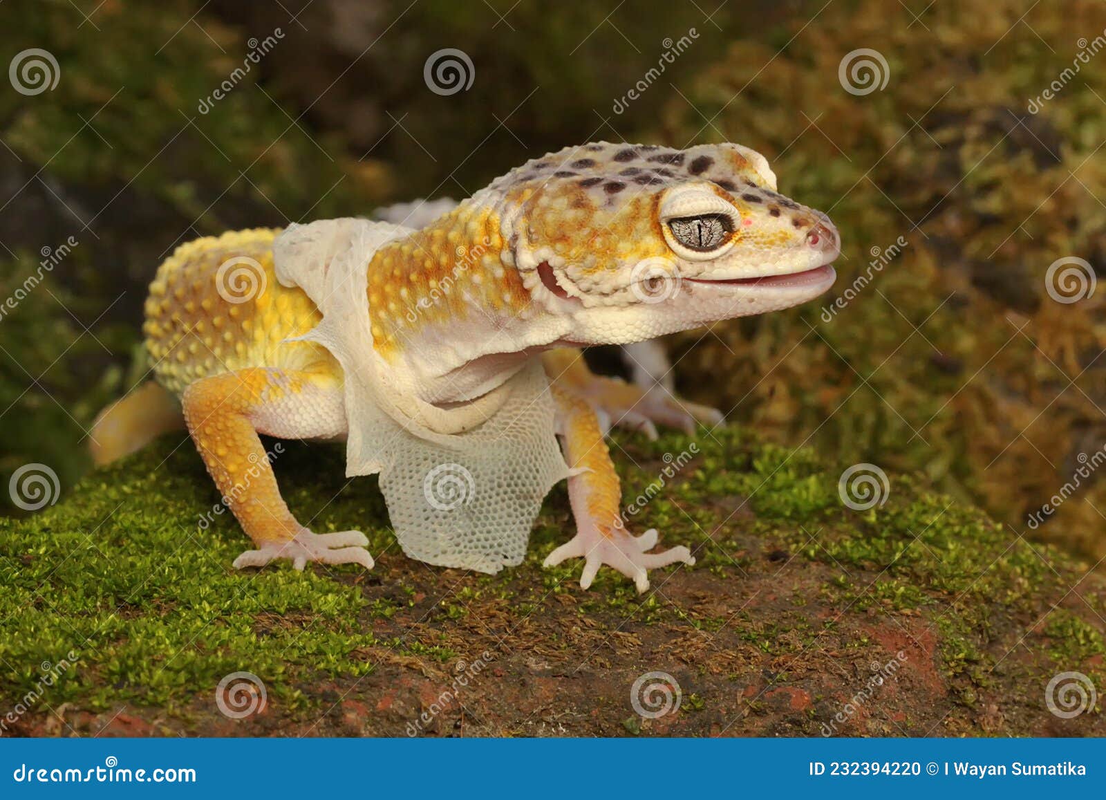 A Leopard Gecko is in the Process of Molting. Stock Photo - Image of ...