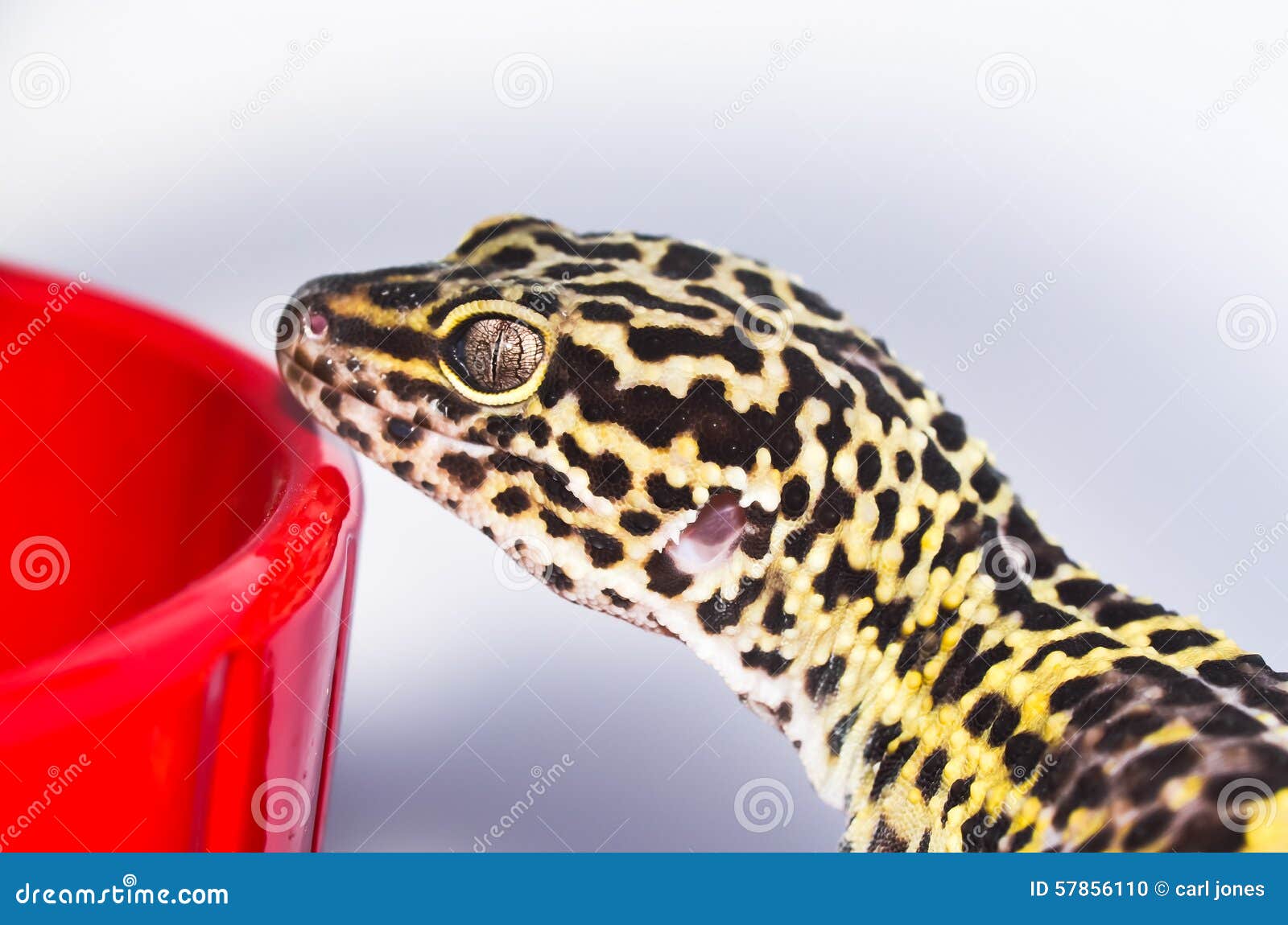 Leopard Gecko Profile stock photo. Image of leopard, life - 57856110