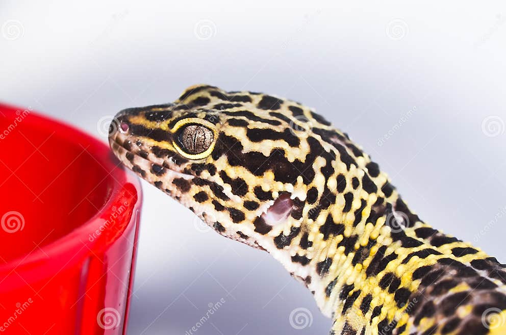 Leopard Gecko Profile stock photo. Image of leopard, life - 57856110