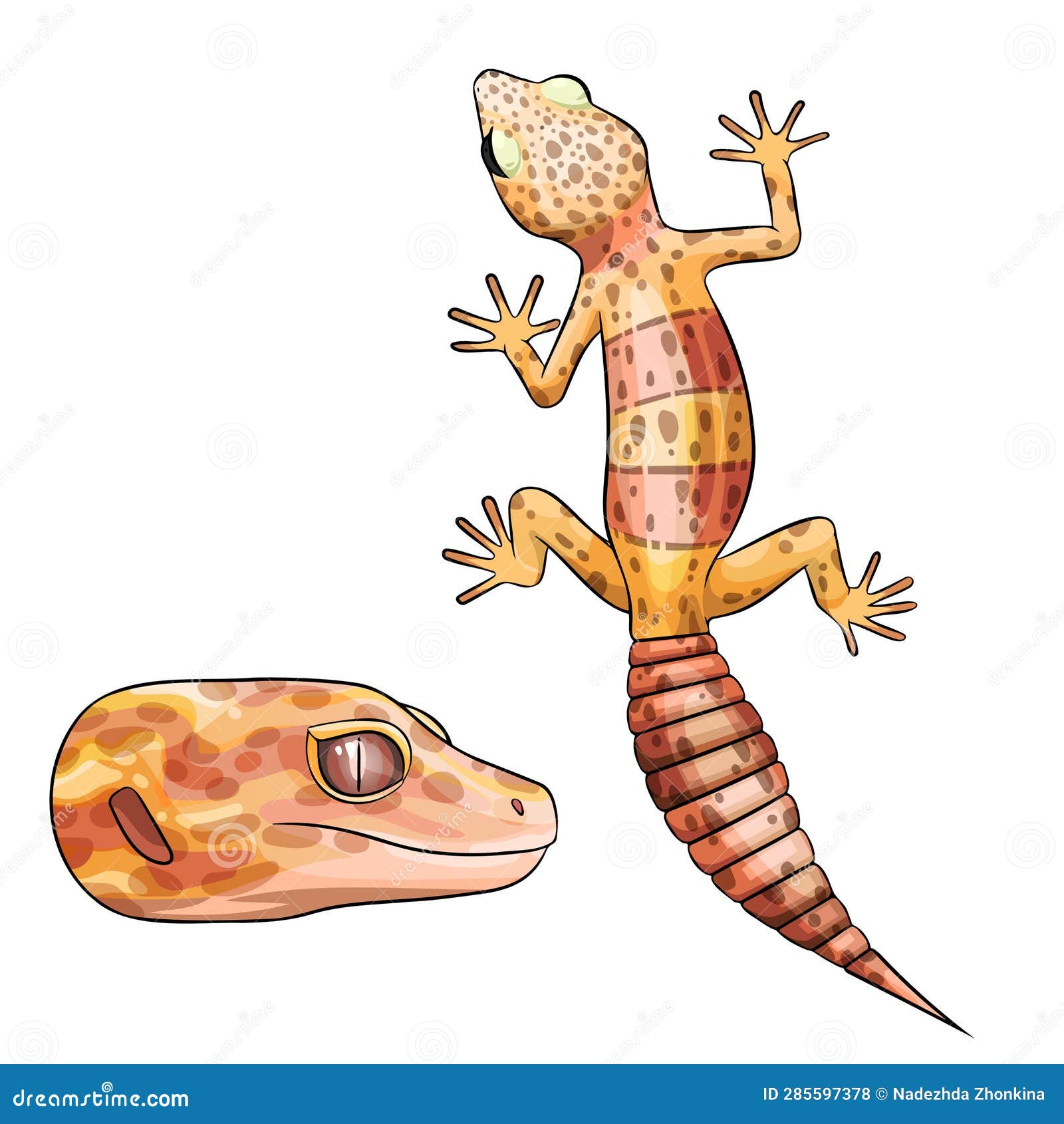 Leopard Gecko Bell Albino Vector Illustration | CartoonDealer.com ...