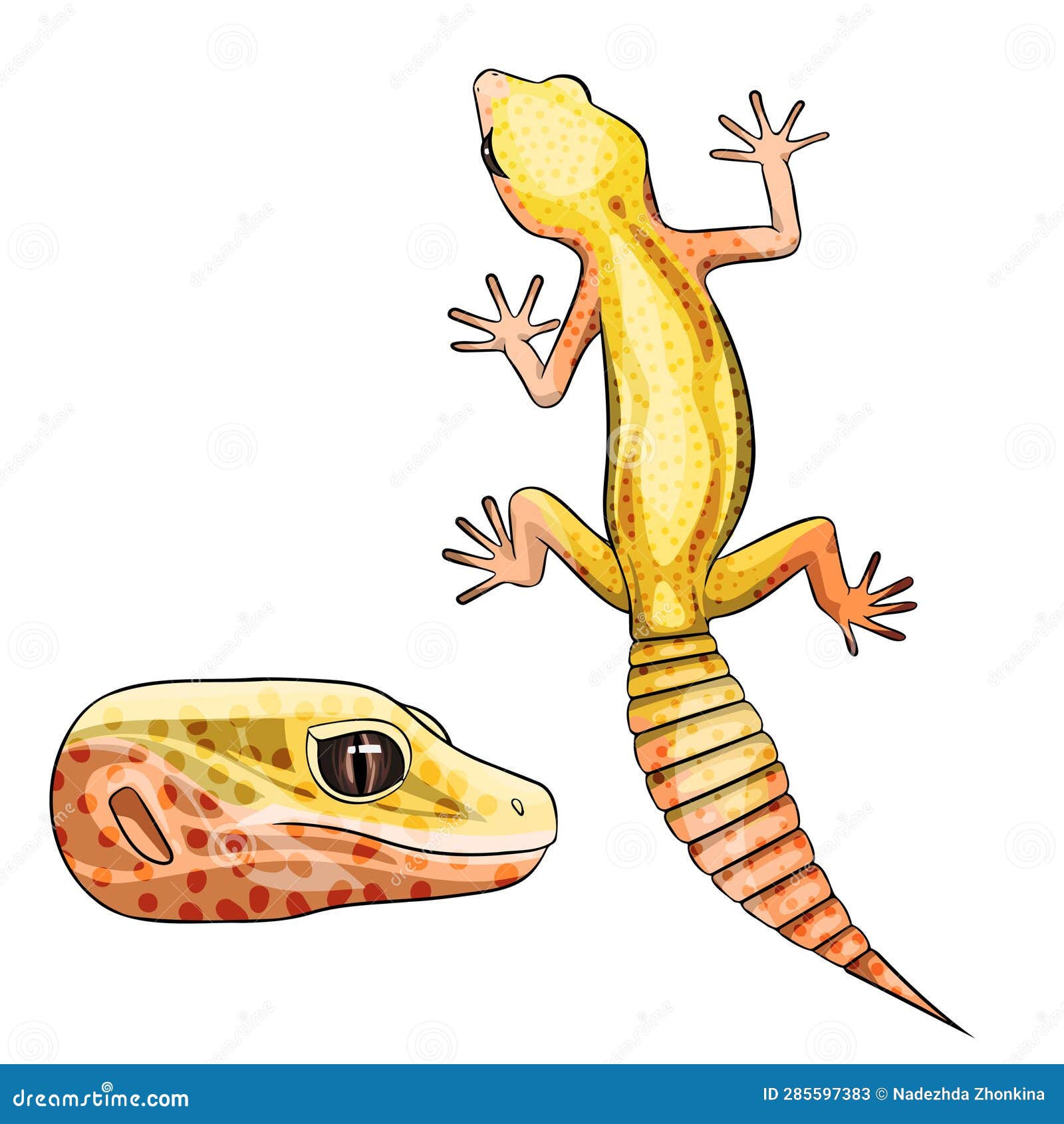 Leopard Gecko Rainwater Albino Cartoon Vector | CartoonDealer.com ...