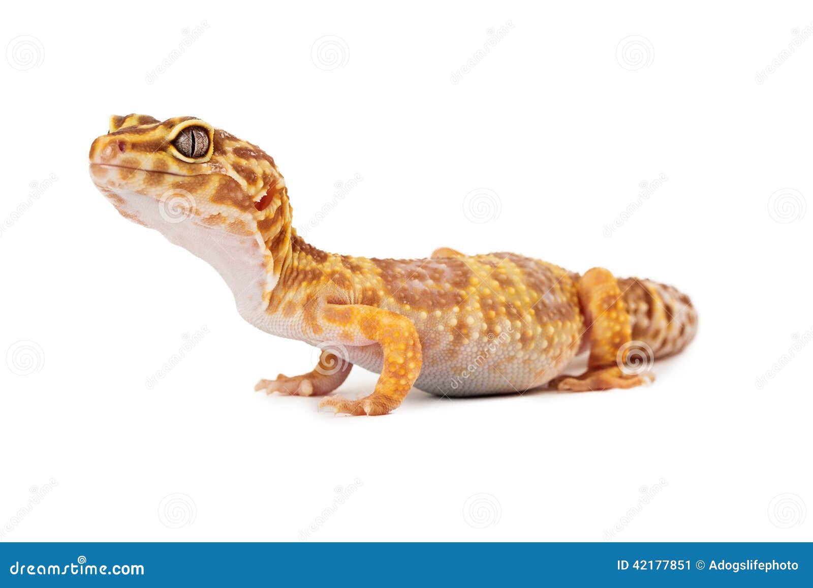 Leopard-Gecko-Seitenansicht Stockbild - Bild von reptil, leopard: 42177851