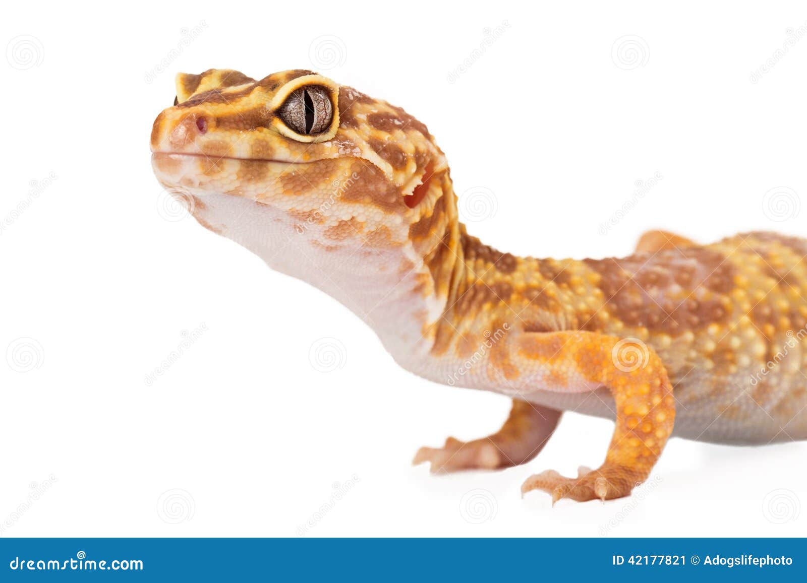Spotted Leopard Lizard