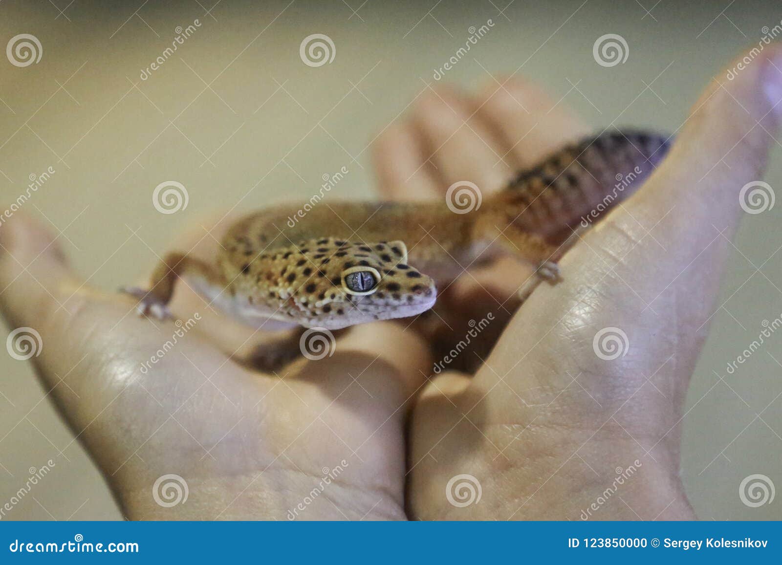 Leopard Gecko Sitting on a Human Hand Stock Photo - Image of macularius ...