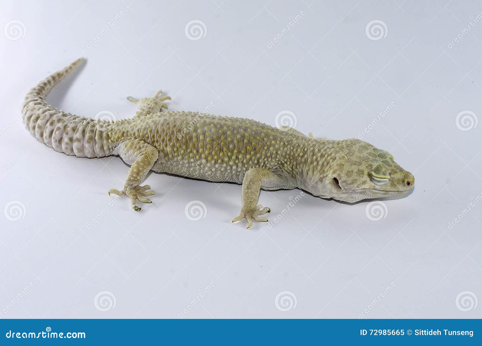 Leopard Gecko stock image. Image of white, shot, copy - 72985665