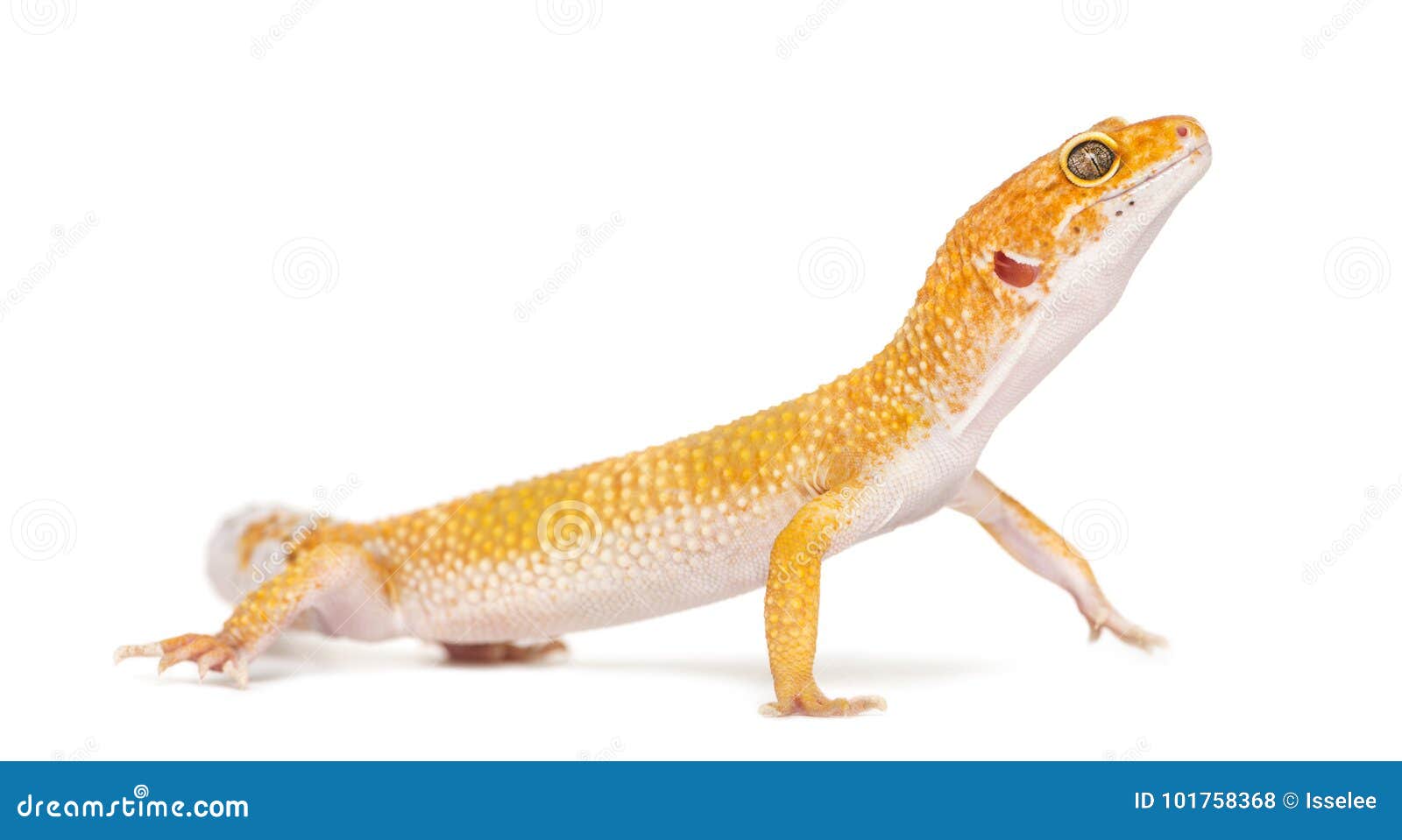 Leopard gecko standing, stock photo. Image of leopard - 101758368