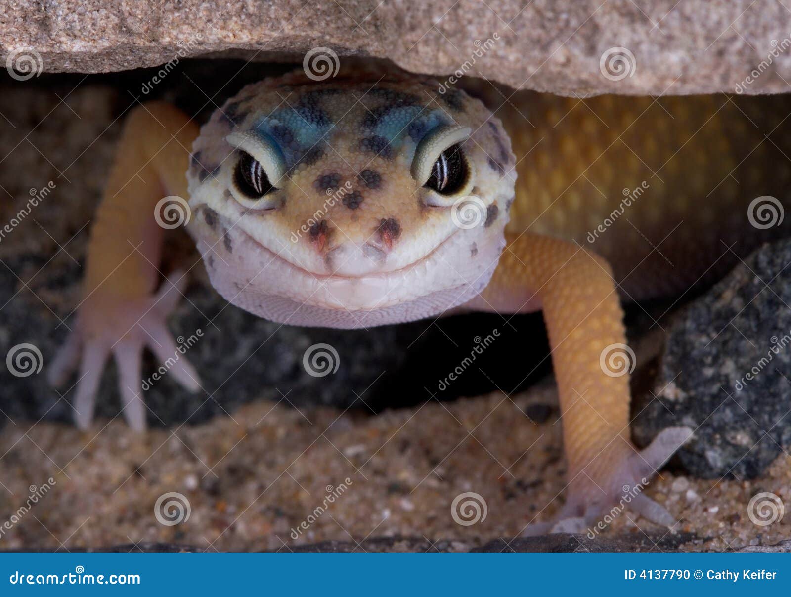 Leopard Gecko Staring Under Rock Stock Photo - Image of rocks, lizard ...