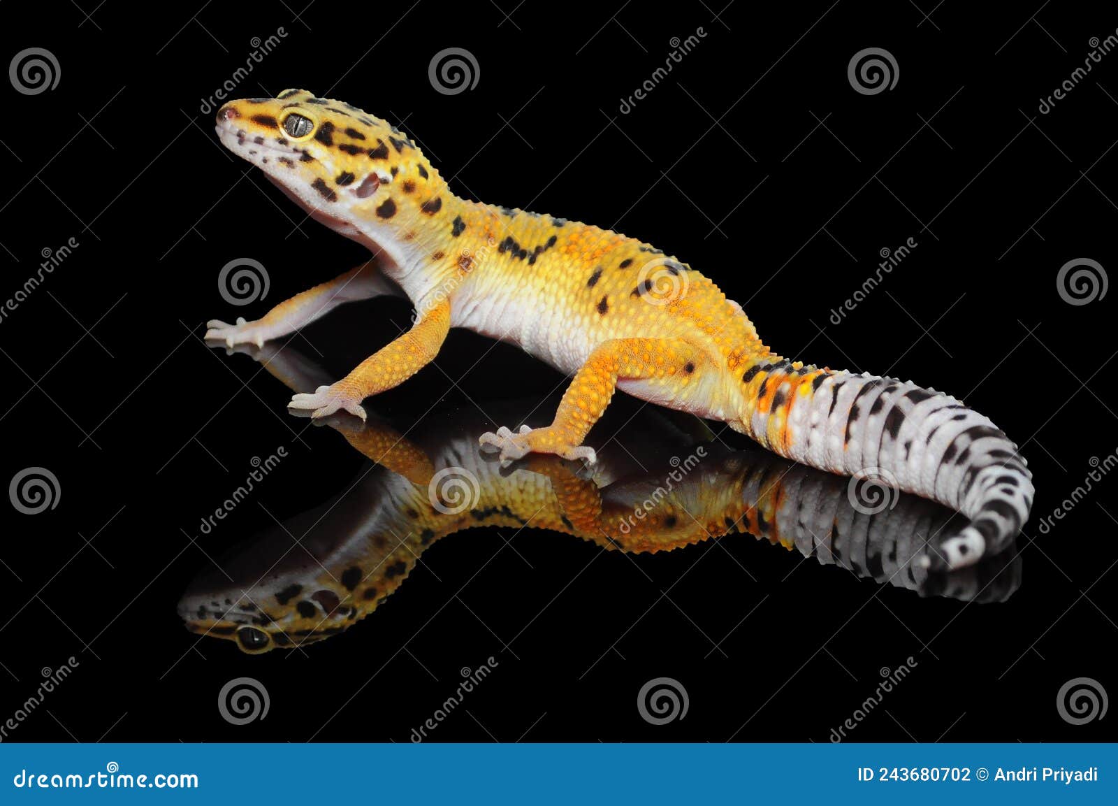 Gecko Tokay Climbing A Wall At Night In Bali (Gekko Gecko) Royalty-Free ...