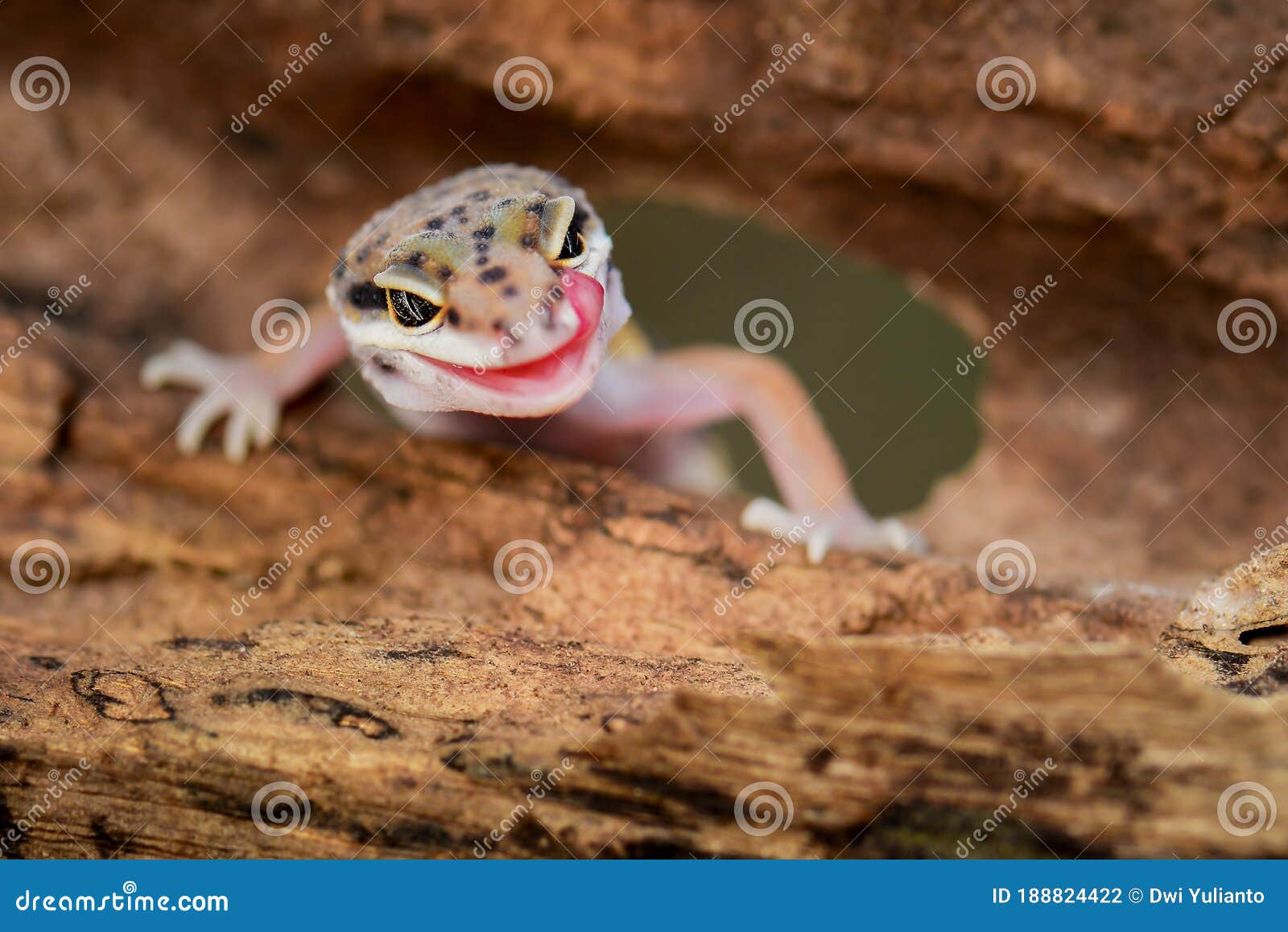 Leopard Gecko on Twigs Intropical Garden Stock Photo - Image of exotic ...