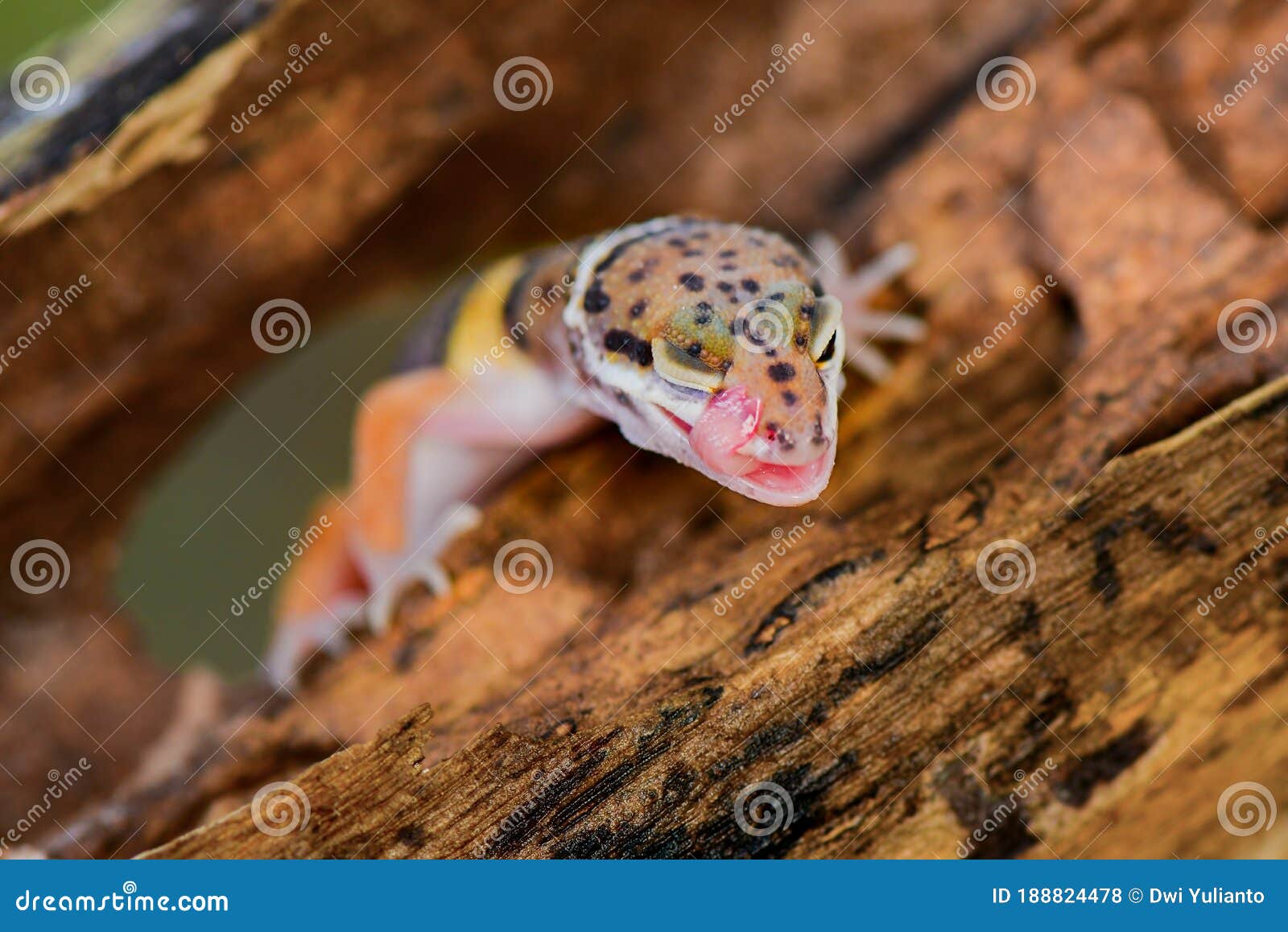 Leopard Gecko on Twigs Intropical Garden Stock Photo - Image of nature ...