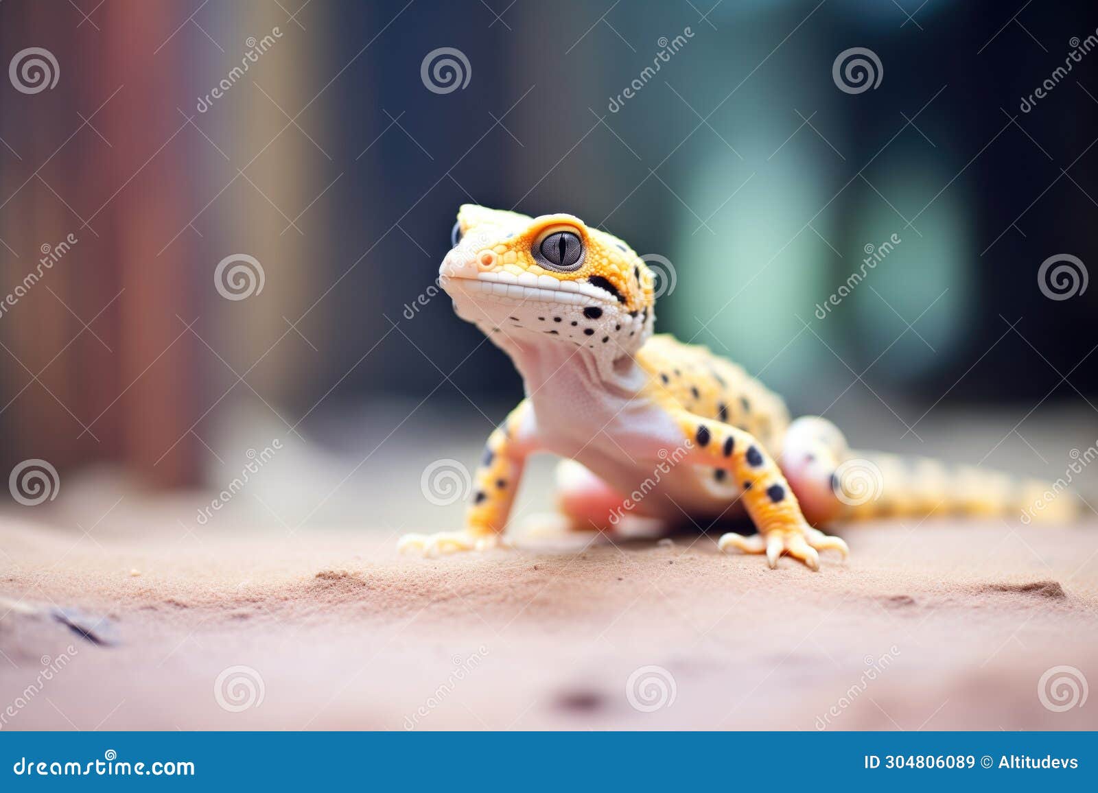 Leopard Gecko in a Warm, Sandy Vivarium Stock Image - Image of gecko ...
