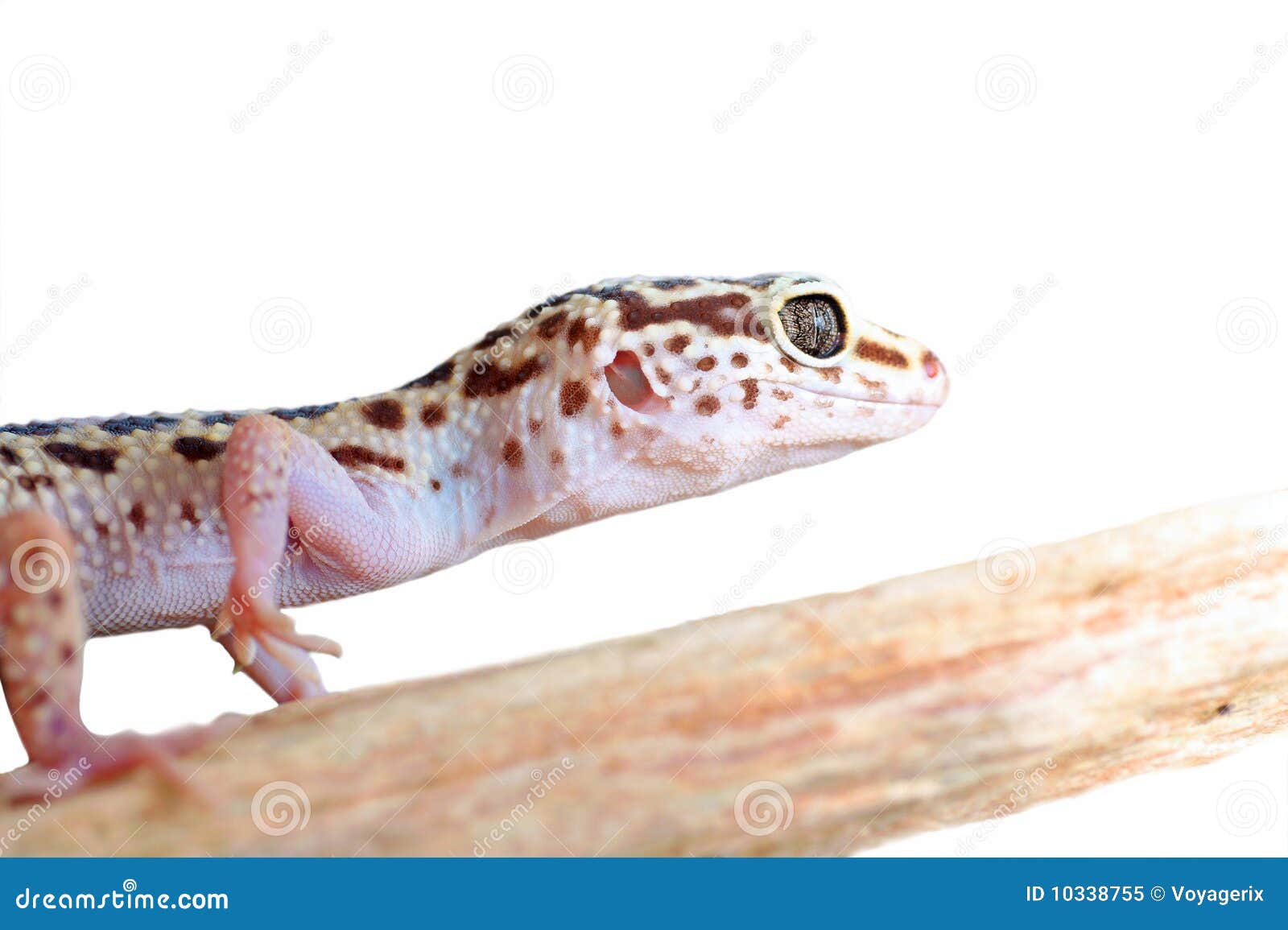 Leopard Gecko on White Background Stock Image - Image of colorful ...