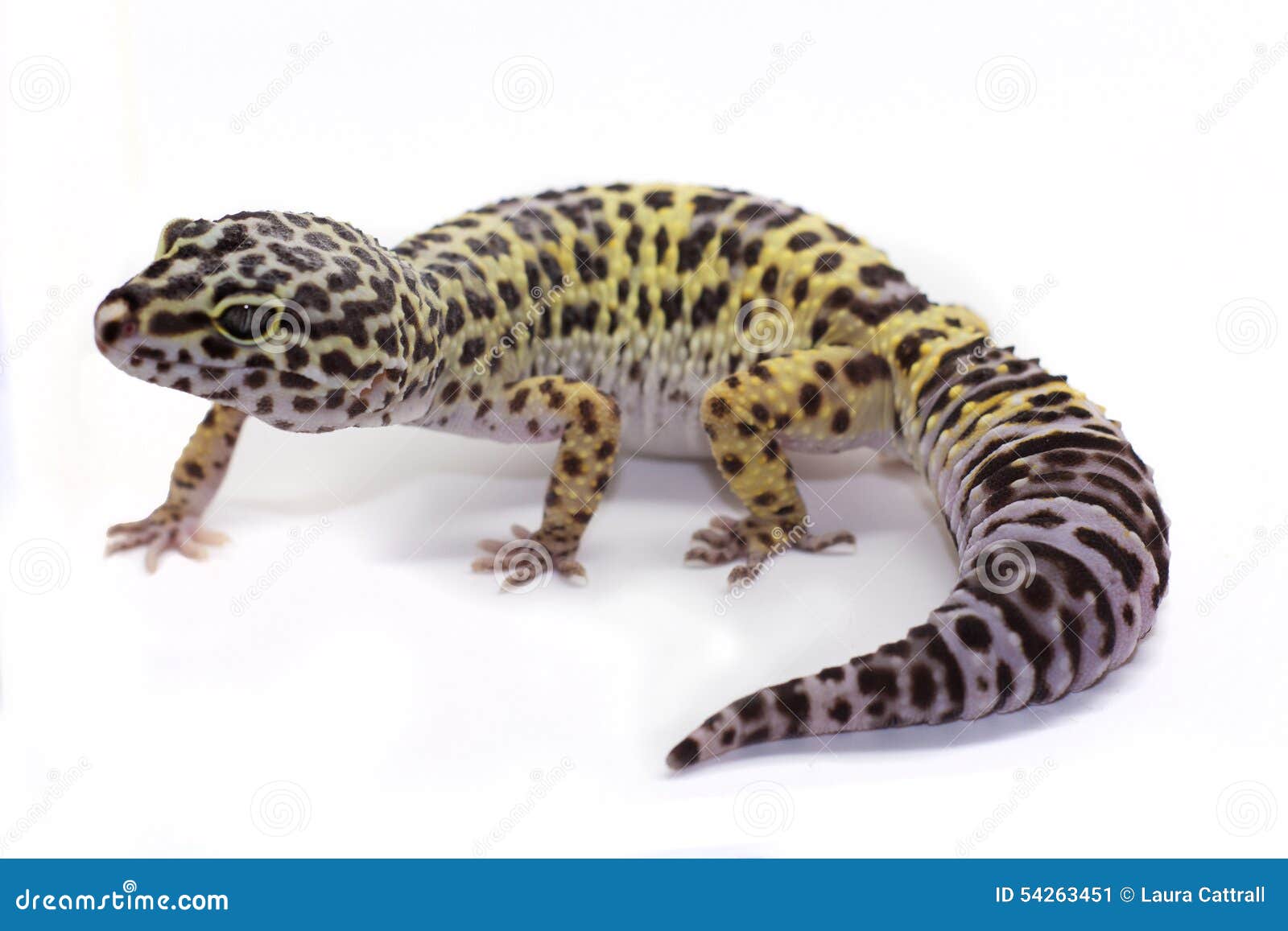 Leopard Gecko on White Background Stock Image - Image of sunshine, love ...