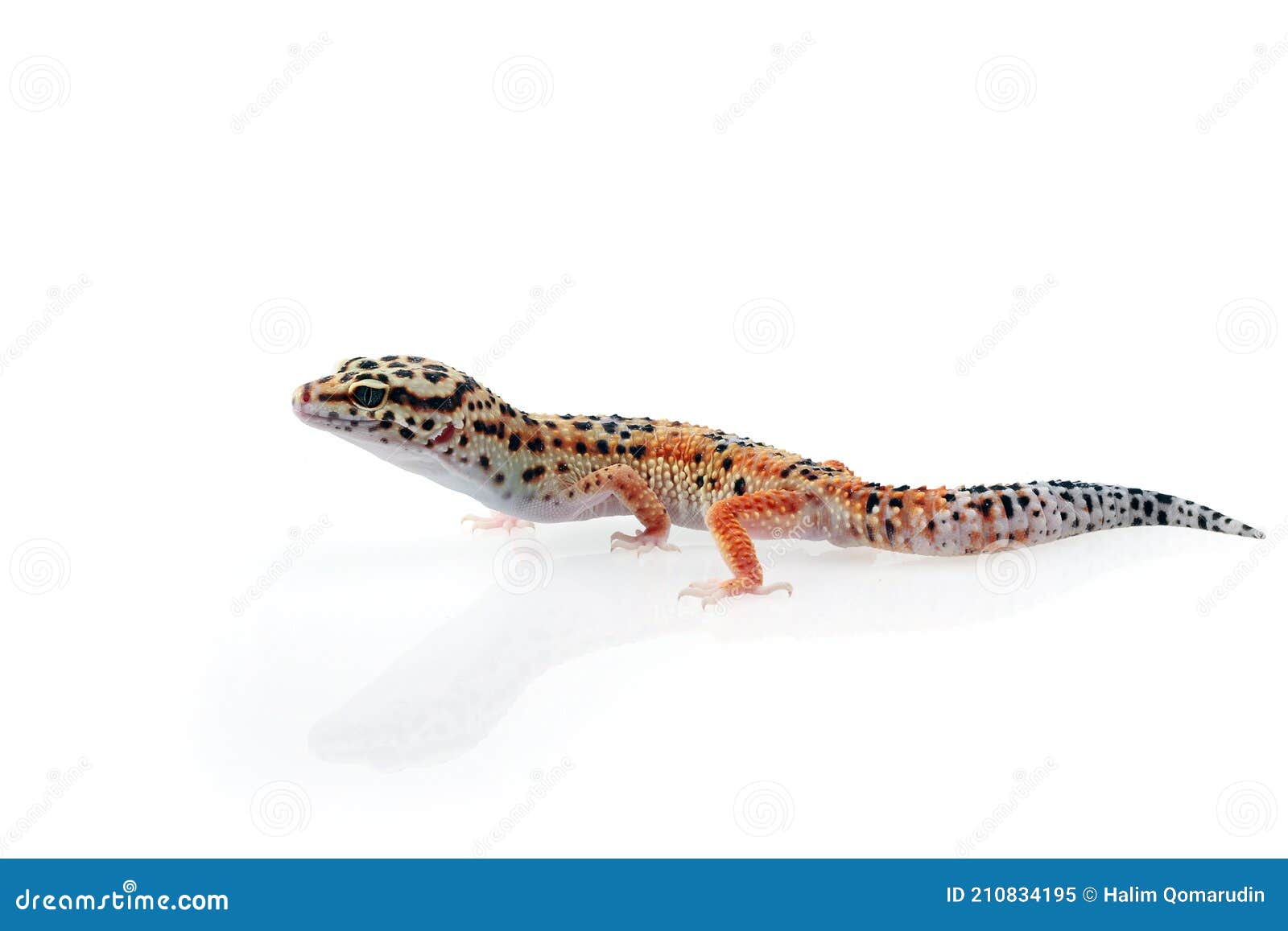 Leopard Gecko on White Background Stock Image - Image of extreme, gecko ...