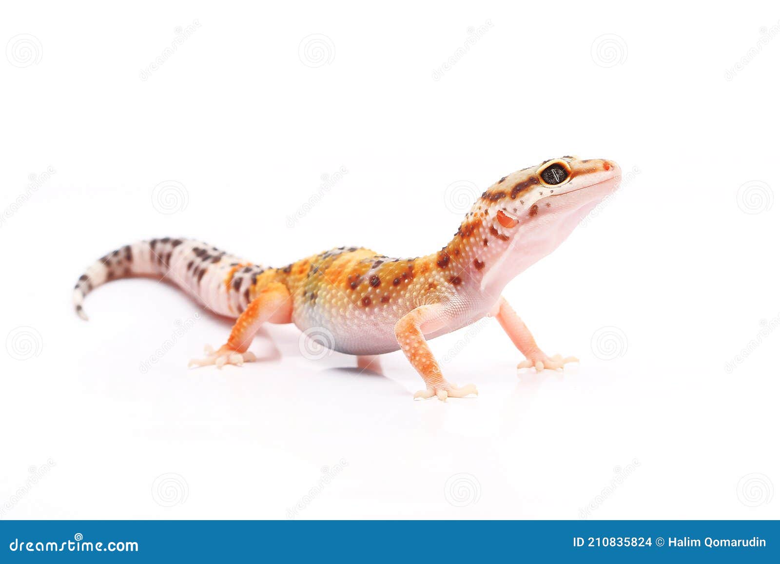 Leopard Gecko on White Background Stock Photo - Image of orange ...
