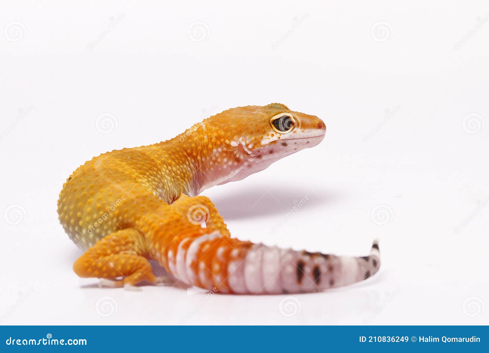 Leopard Gecko on White Background Stock Image - Image of gecko, lizard ...