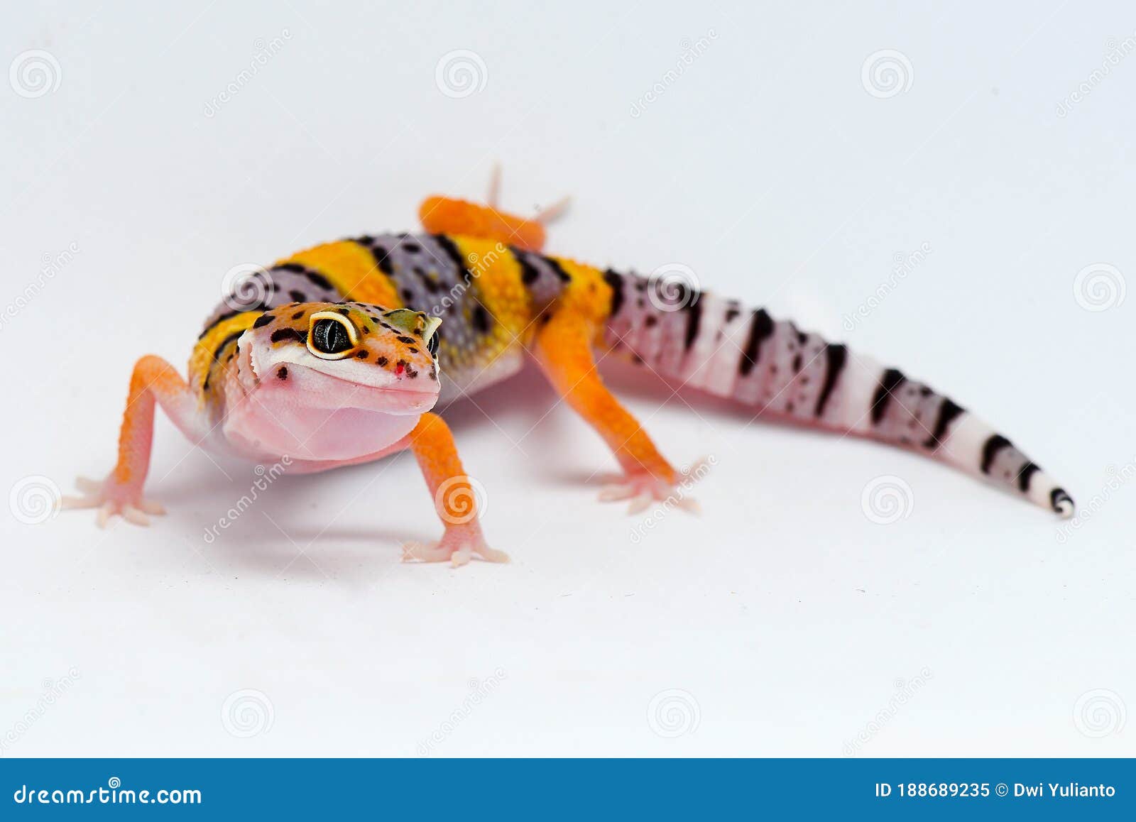Leopard Gecko on White Background Stock Image - Image of animal, close ...