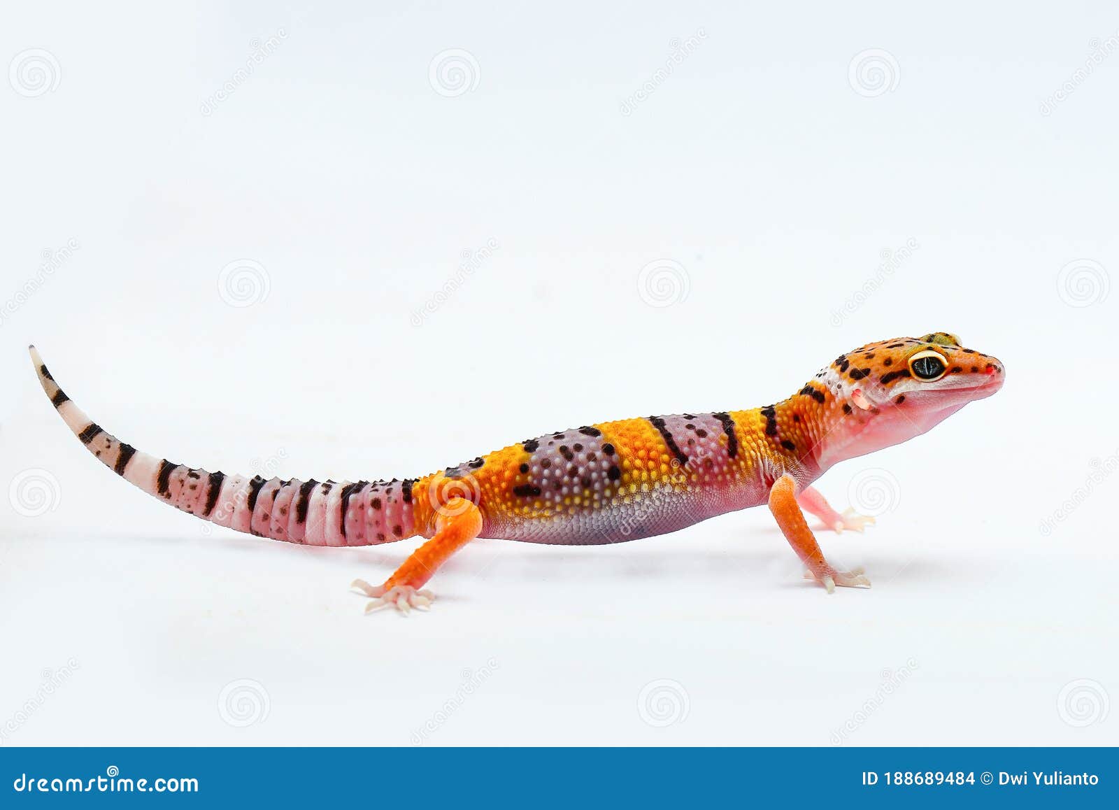 Leopard Gecko on White Background Stock Photo - Image of isolated ...