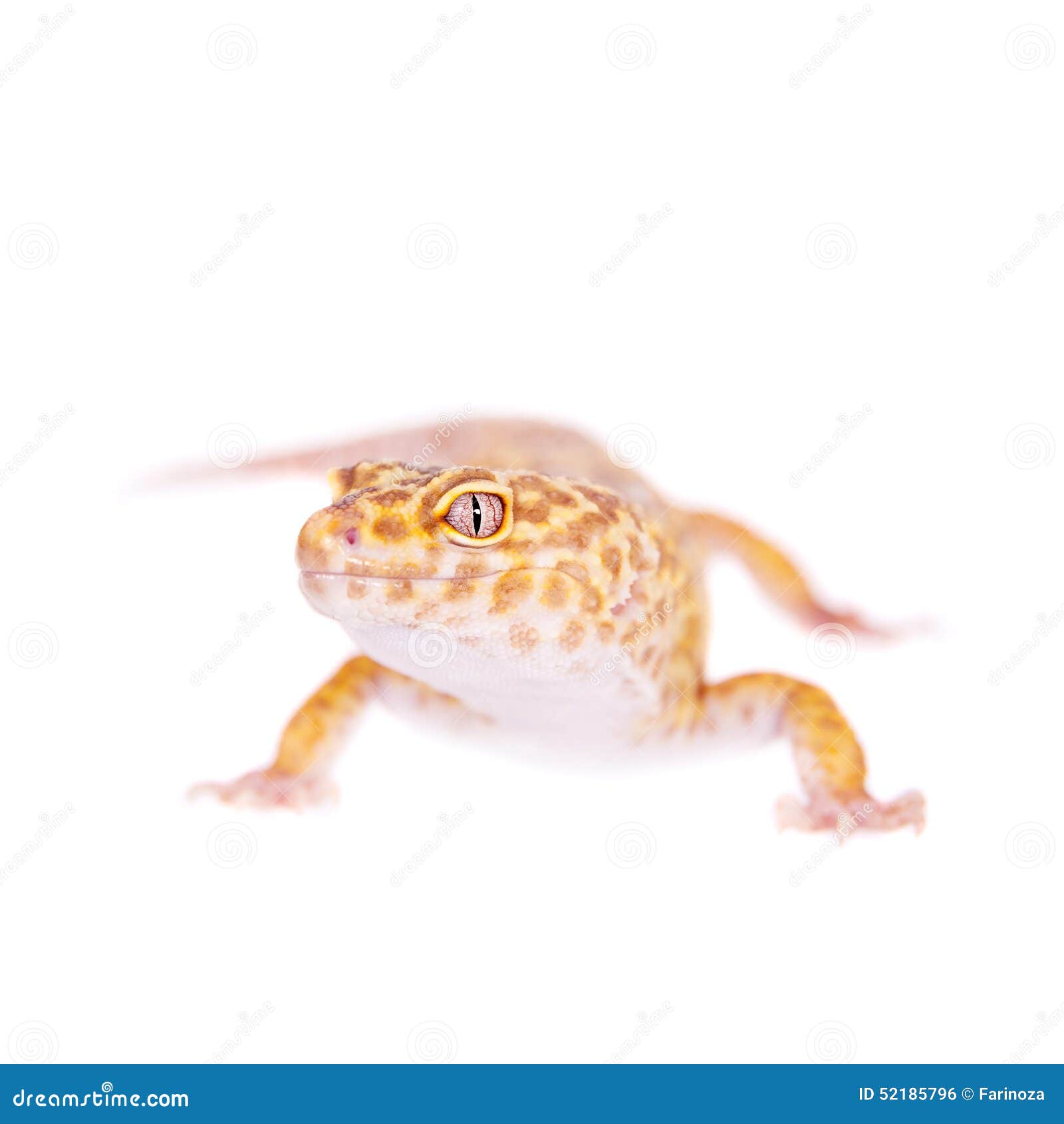 Leopard Gecko on a White Background Stock Photo - Image of morph ...