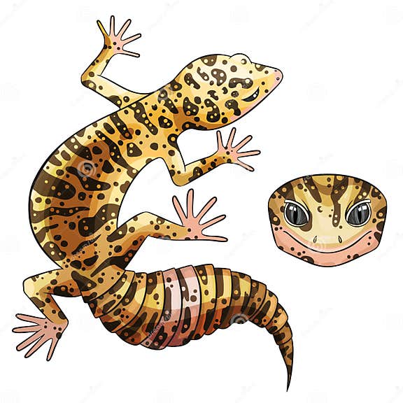 Leopard gecko wild type stock vector. Illustration of color - 281433290