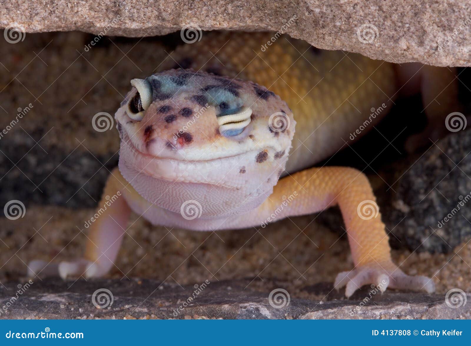 Leopard gecko winking stock photo. Image of gecko, colorful - 4137808