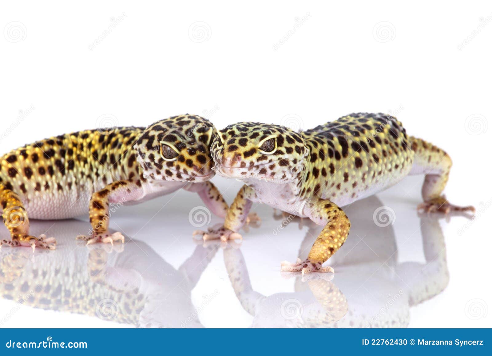 High Yellow Jungle Leopard Gecko