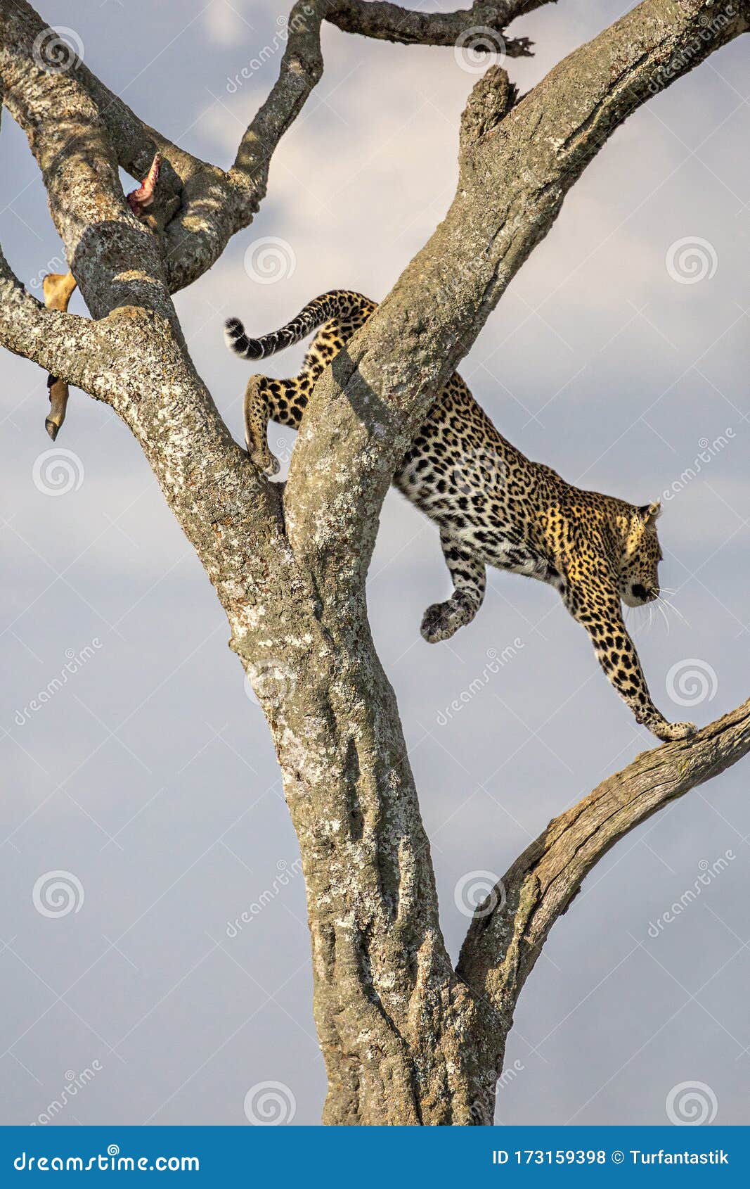 Leopard Moving On The Grasslands Stock Image | CartoonDealer.com #109233337