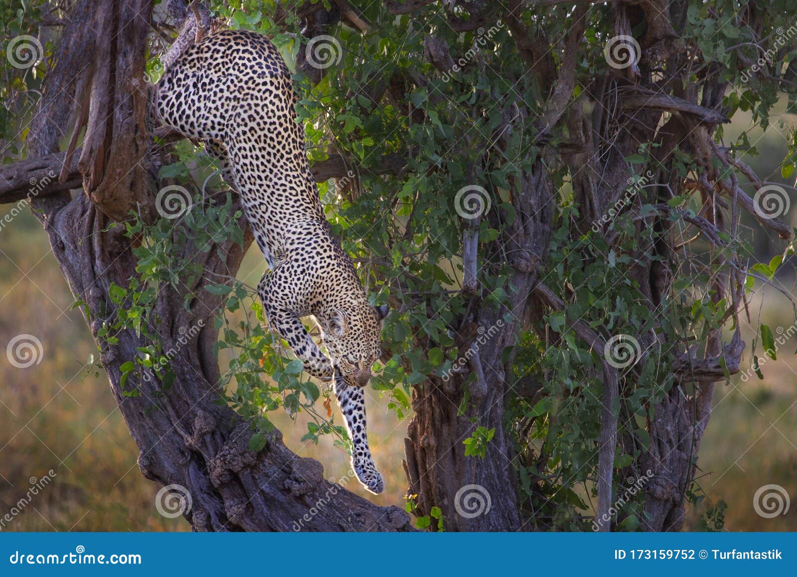 Leopard Moving Down the Tree in Samburu, Kenya Stock Photo - Image of ...