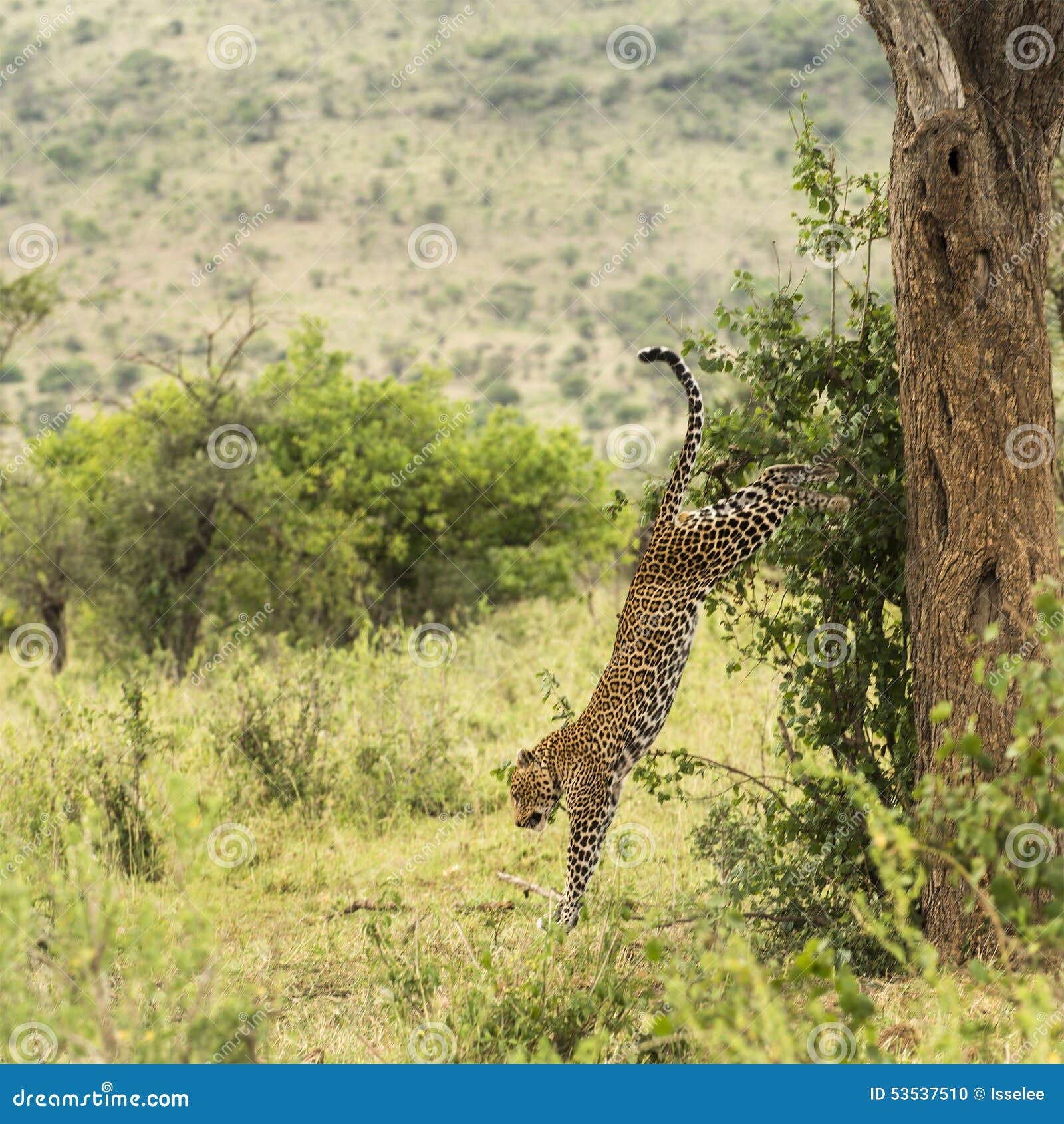 Leopard Getting Down of a Tree, Serengeti, Tanzania Stock Photo - Image ...
