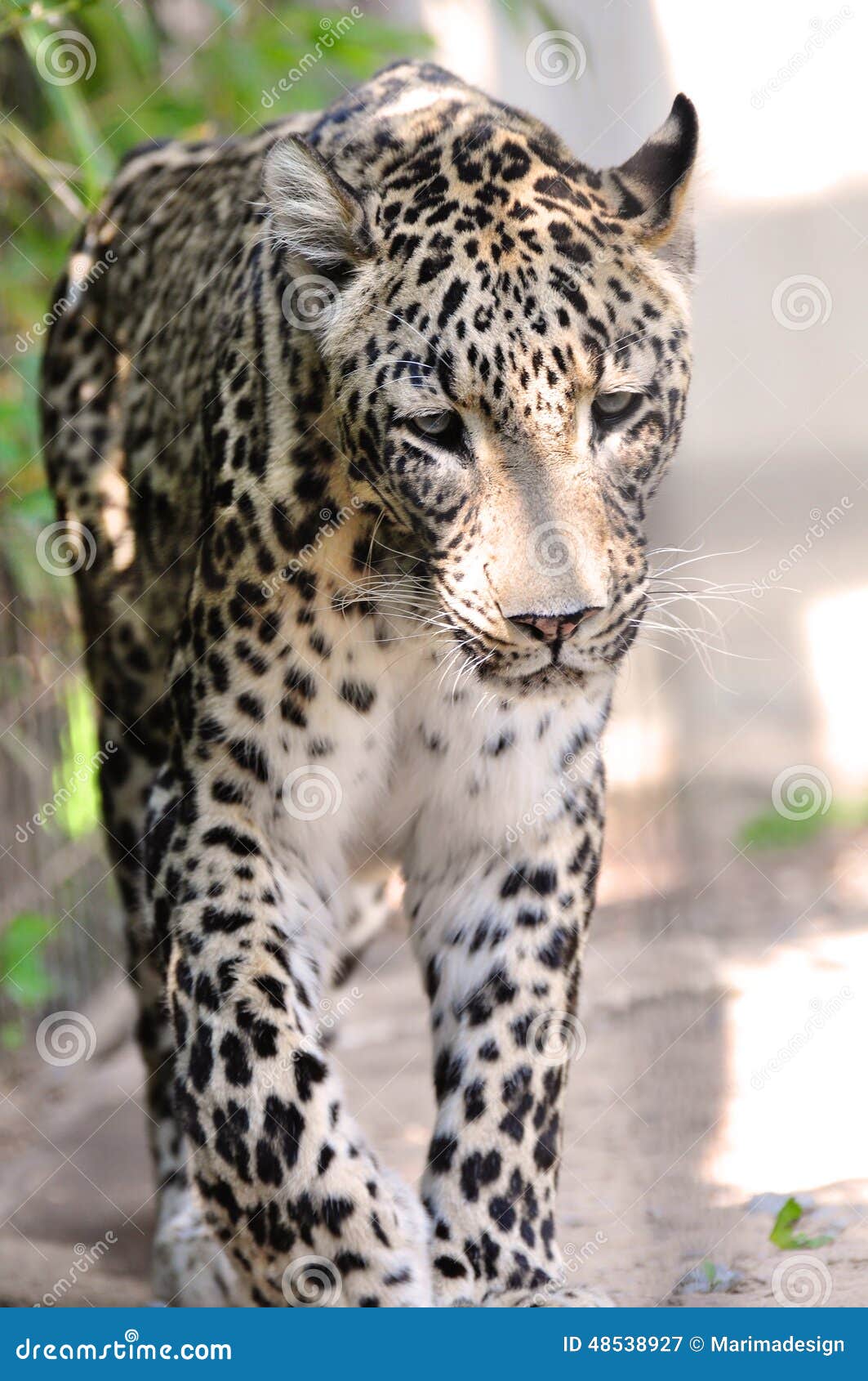 Goes On A Log Leopard Isolated On Black Background. Wild Beautiful Big ...