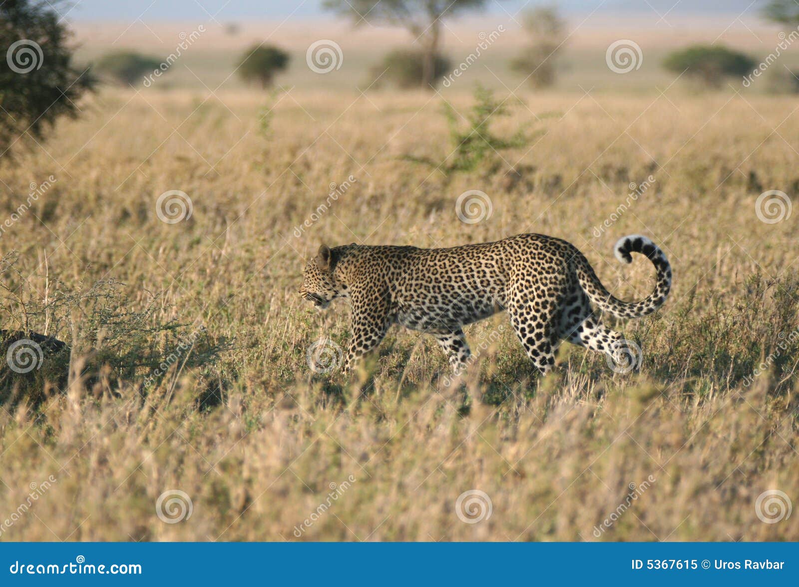 Leopard in grass stock image. Image of african, national - 5367615
