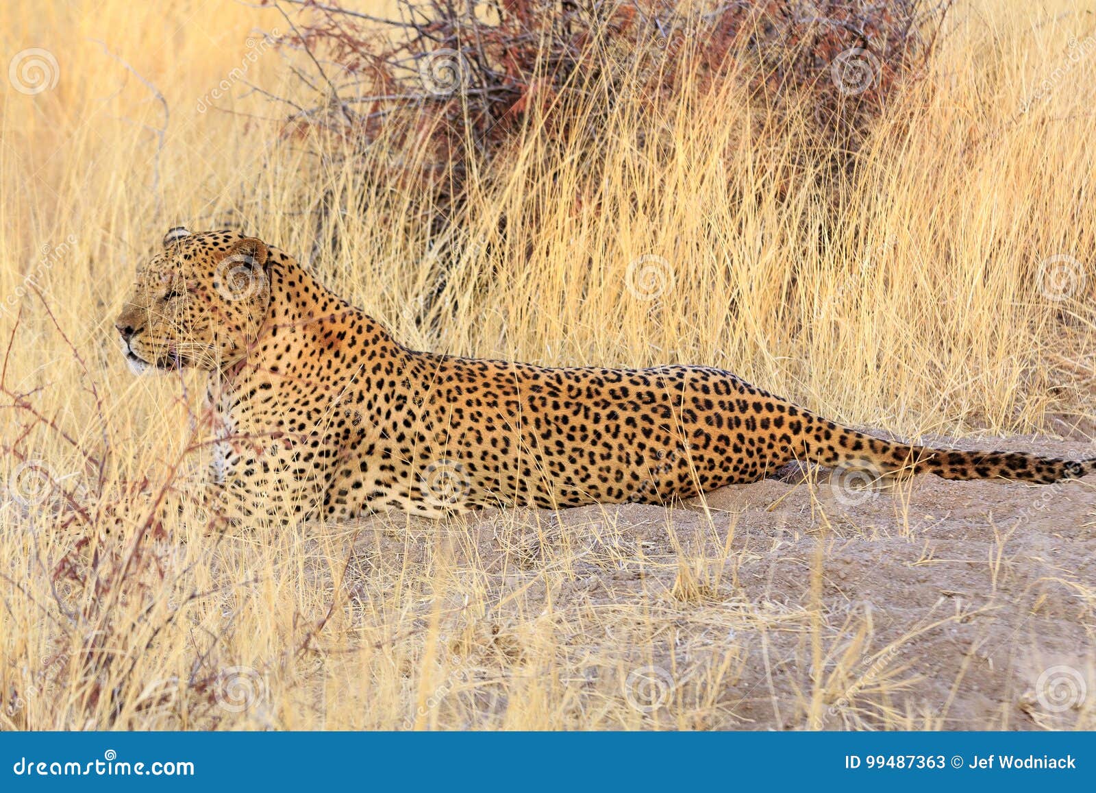 Leopard in the Grass stock image. Image of botswana, okonjima - 99487363