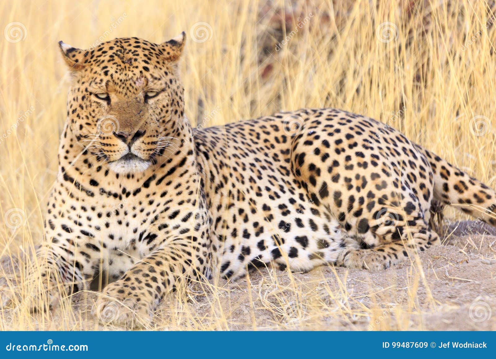 Leopard in the Grass stock image. Image of safari, wilderness - 99487609