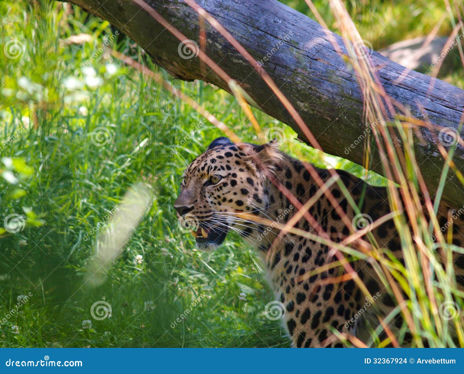 Leopard in grass stock photo. Image of tree, beautiful - 32367924