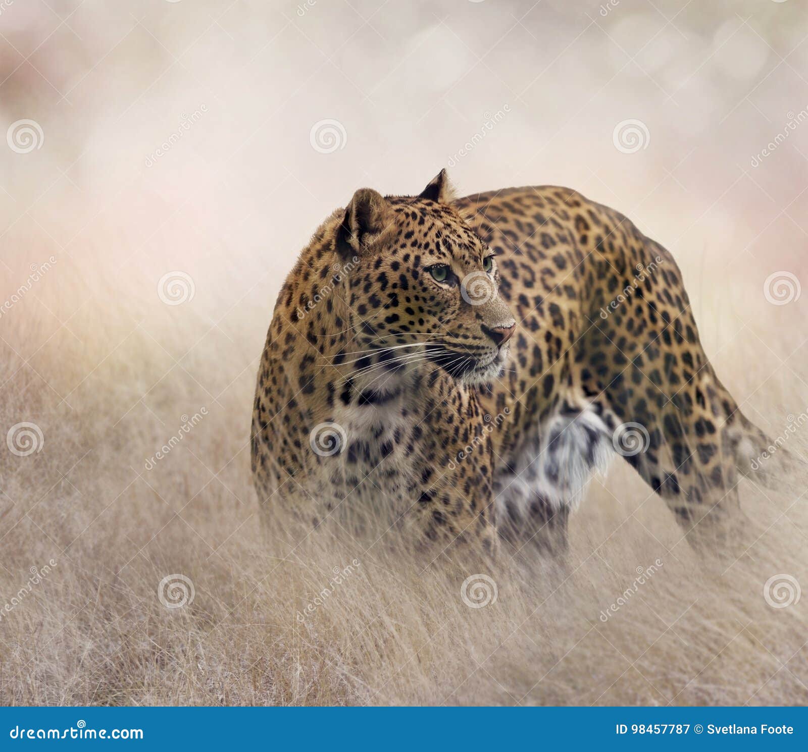 Leopard in the grass stock image. Image of portrait, outdoors - 98457787