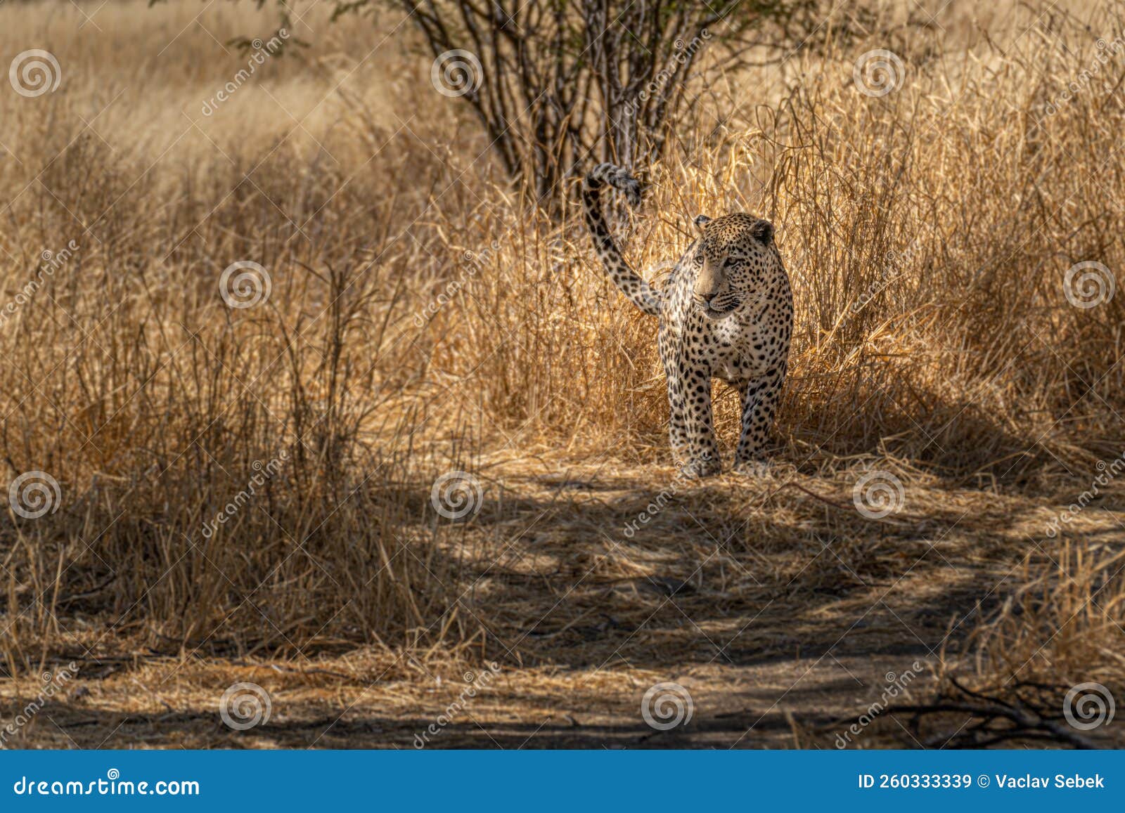 Leopard grassland Namibia stock image. Image of animal - 260333339