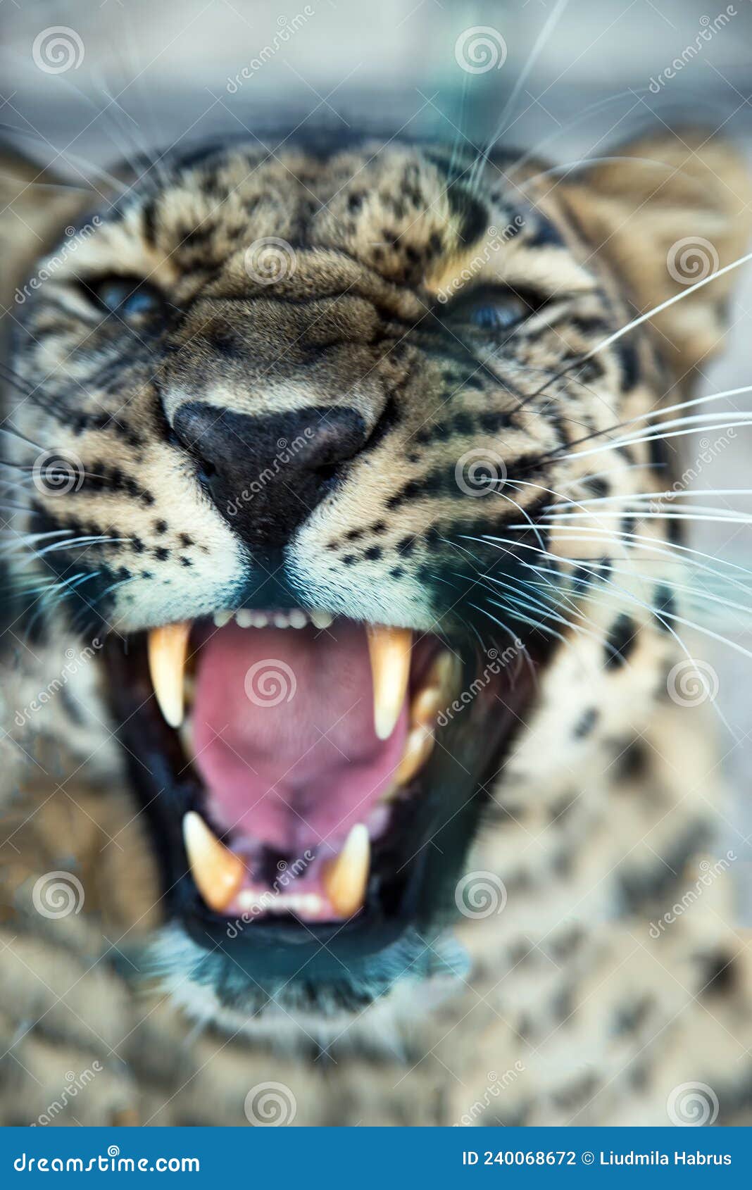 TIP OF LEOPARD ROCK OVERHANG AND VIEW OF MZIMKHULU RIVER IN ORIBI GORGE ...