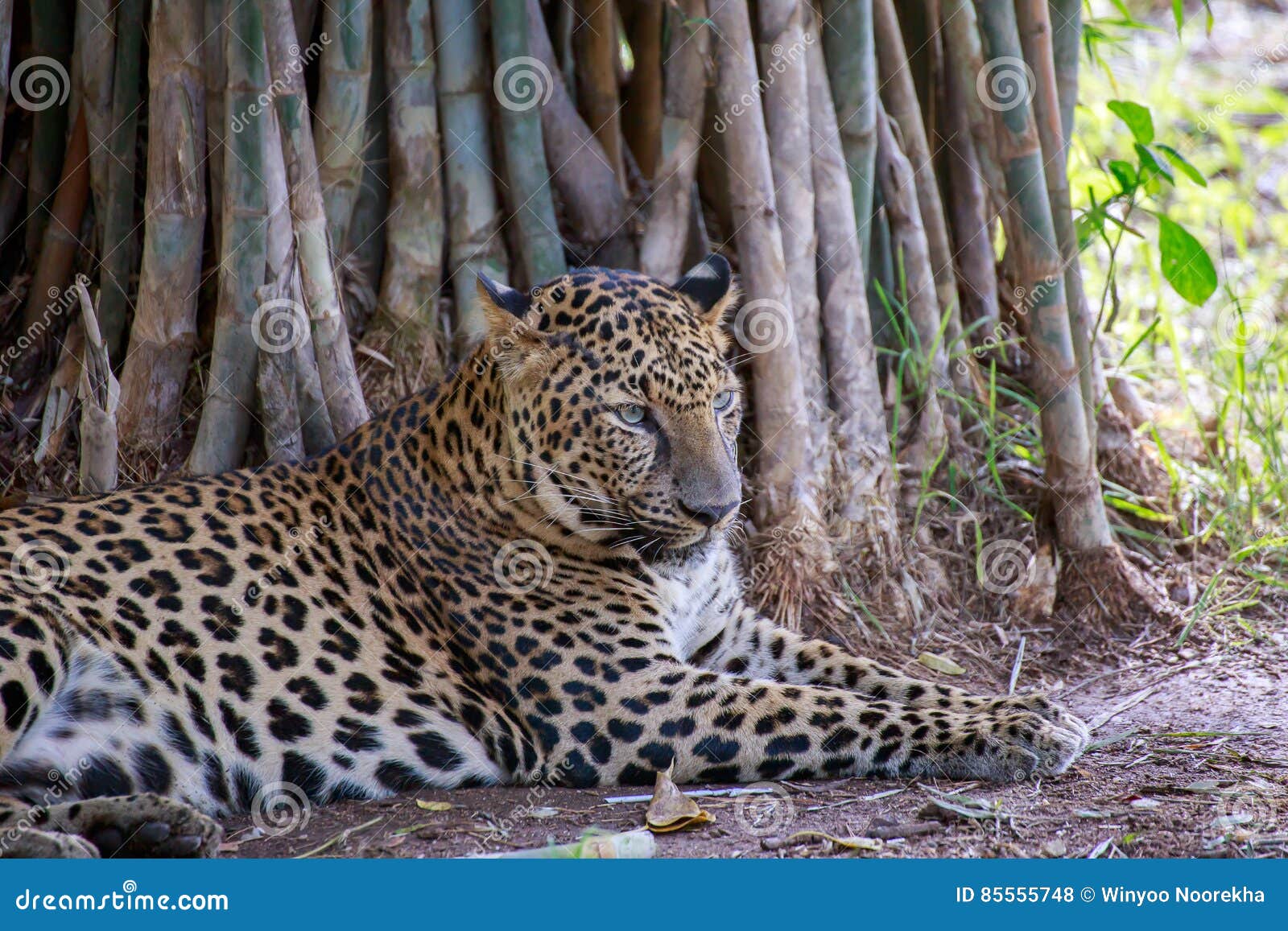 Leopard on the ground. stock photo. Image of kowtow, crouch - 85555748