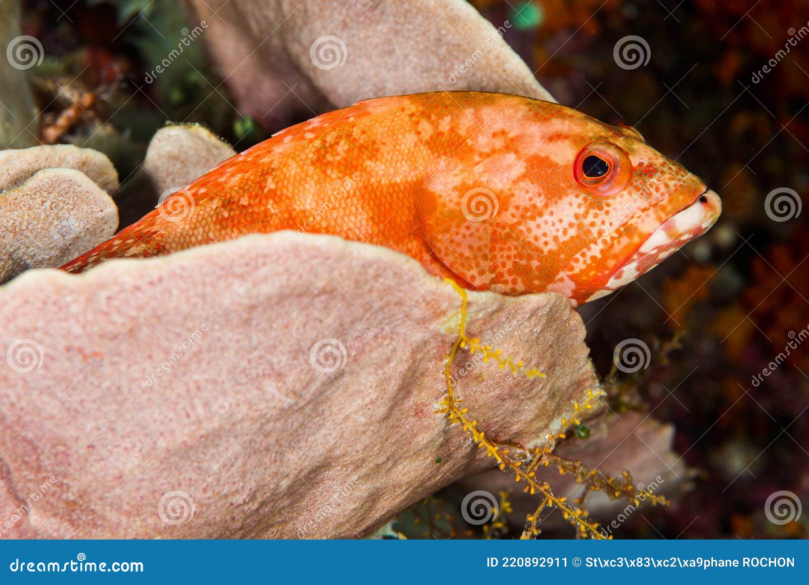 Leopard grouper fish stock image. Image of dive, leopard - 220892911