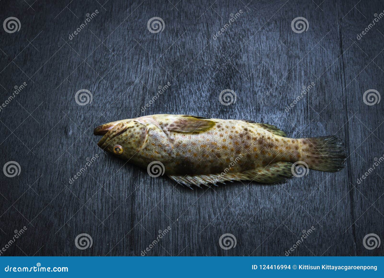 Leopard Grouper fish stock photo. Image of background - 124416994