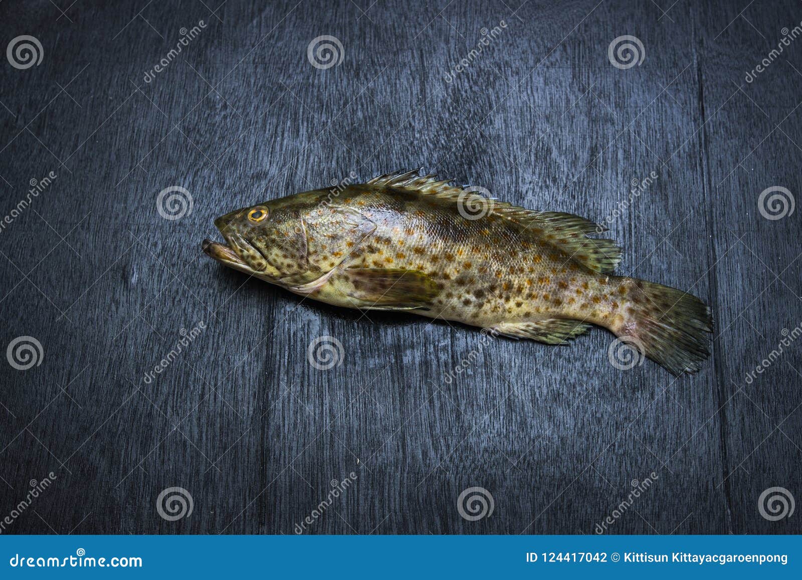Leopard Grouper fish stock photo. Image of animal, backgrund - 124417042