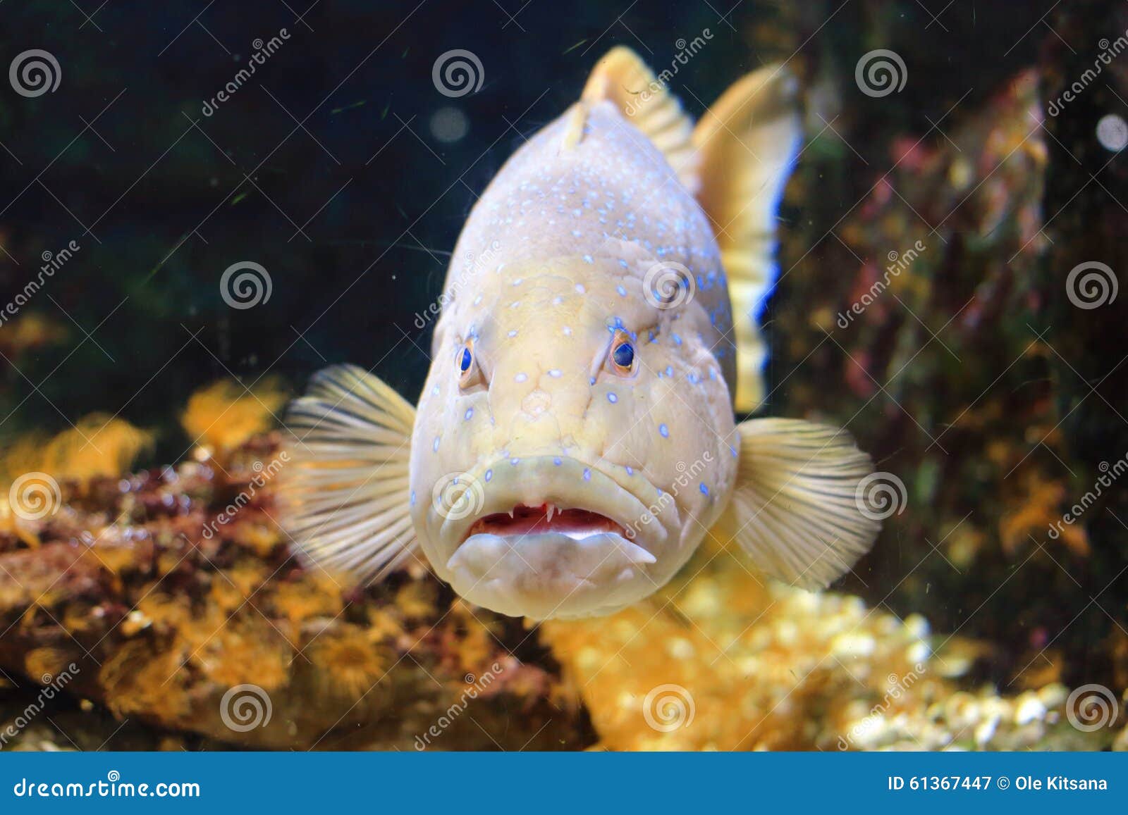 Leopard Grouper (Mycteroperca Rosacea) Royalty-Free Stock Photography ...
