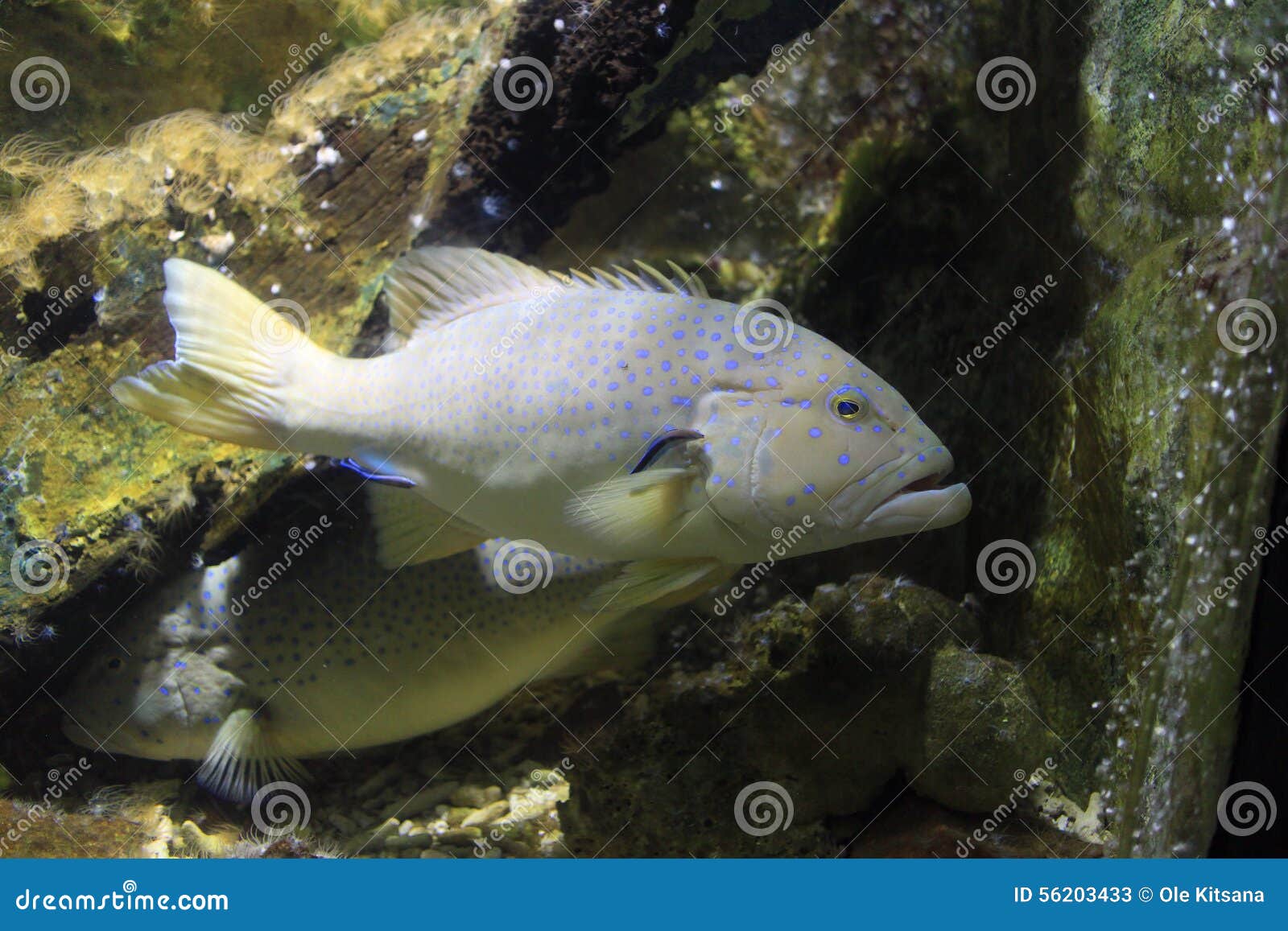 Leopard grouper stock image. Image of leopard, local - 56203433