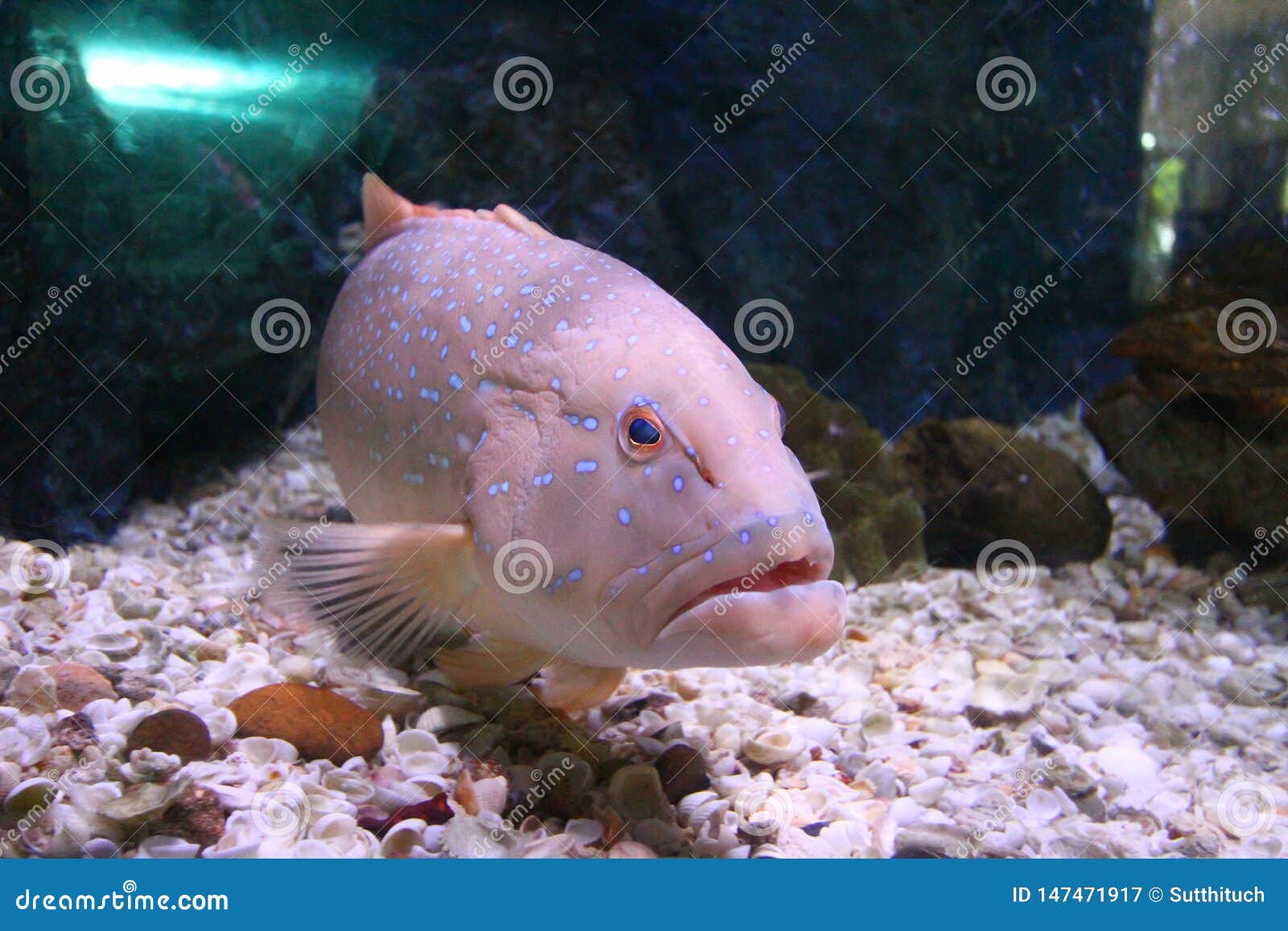 Leopard Grouper Marine Fish Blue Spots Stock Image - Image of ...