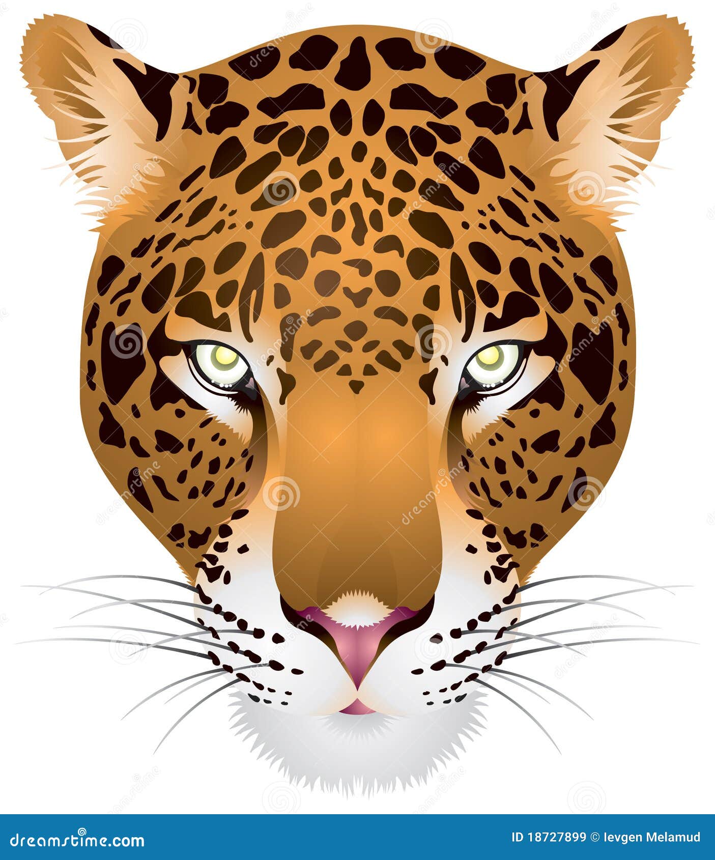Leopard Head In Royalty Free Stock Images - Image: 18727899